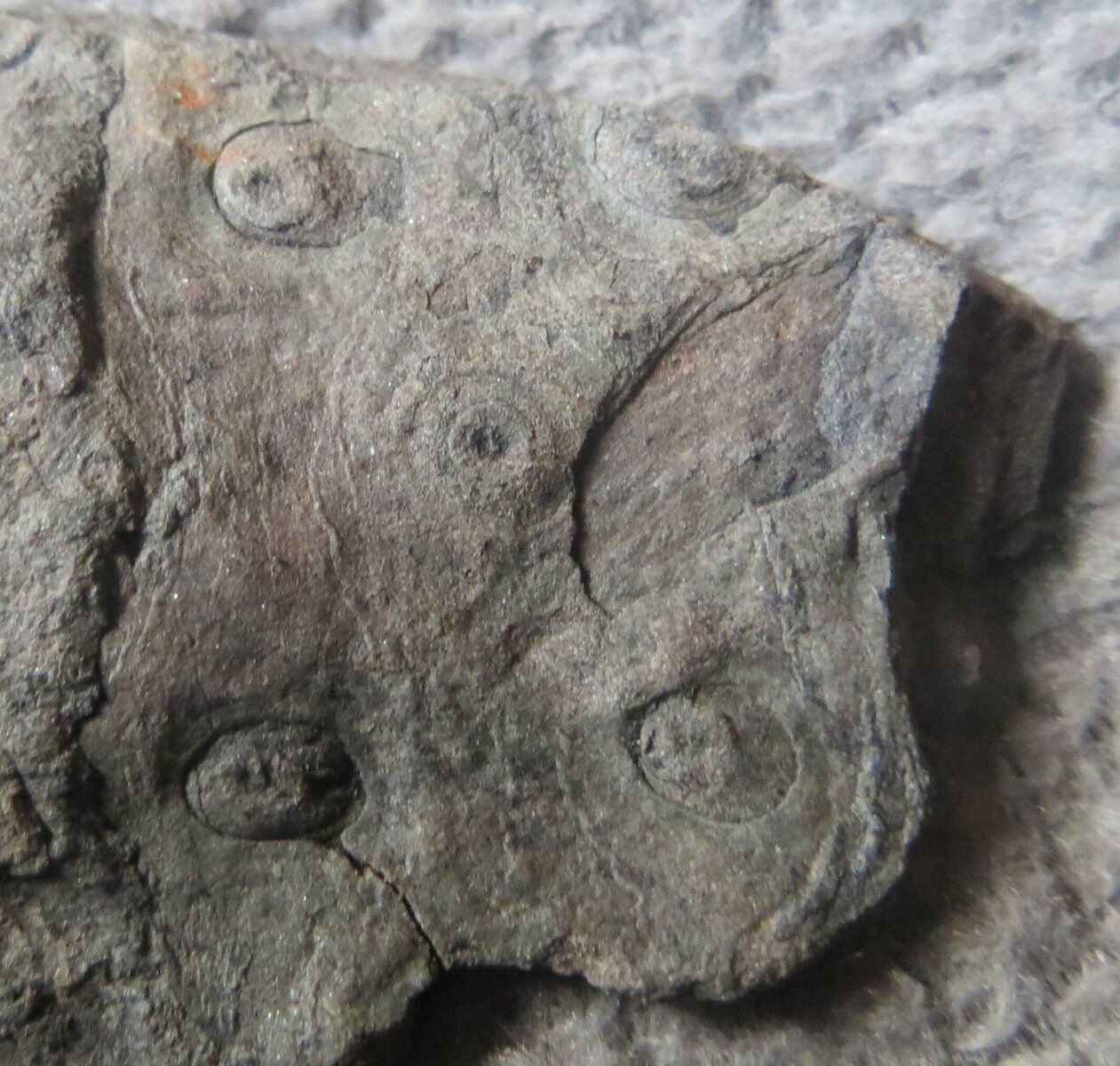 Stigmaria - Member Collections - The Fossil Forum
