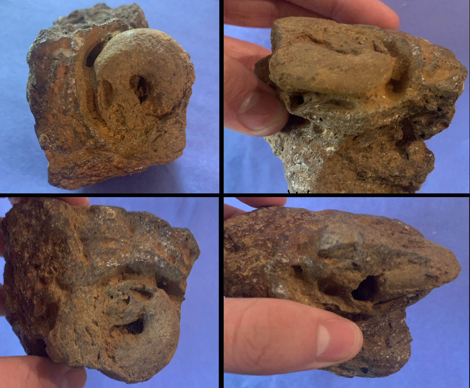 Serpulid worm tube - Cretaceous - The Fossil Forum