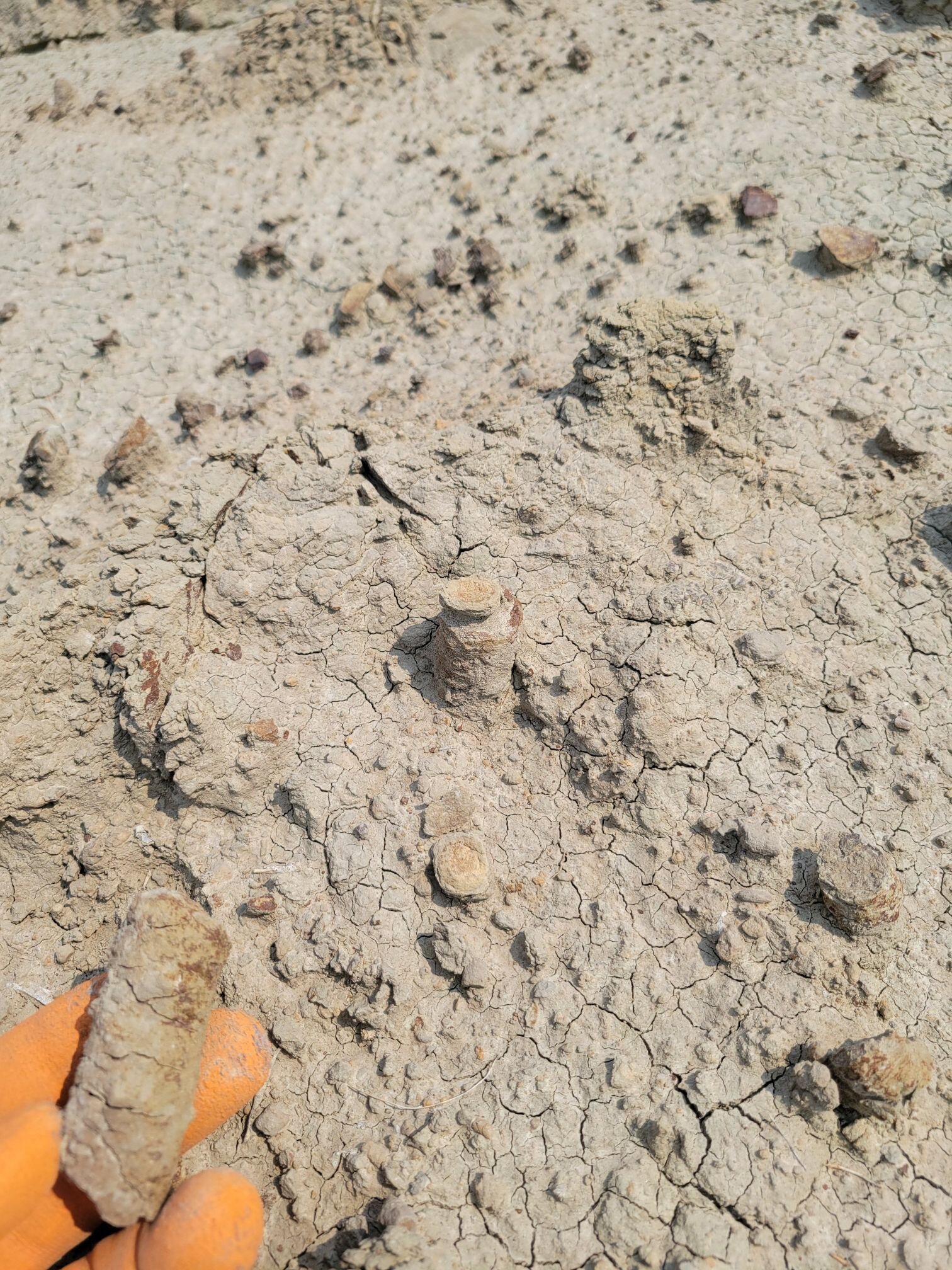 My theropod ichnofossil (track print) - General Fossil Discussion - The ...