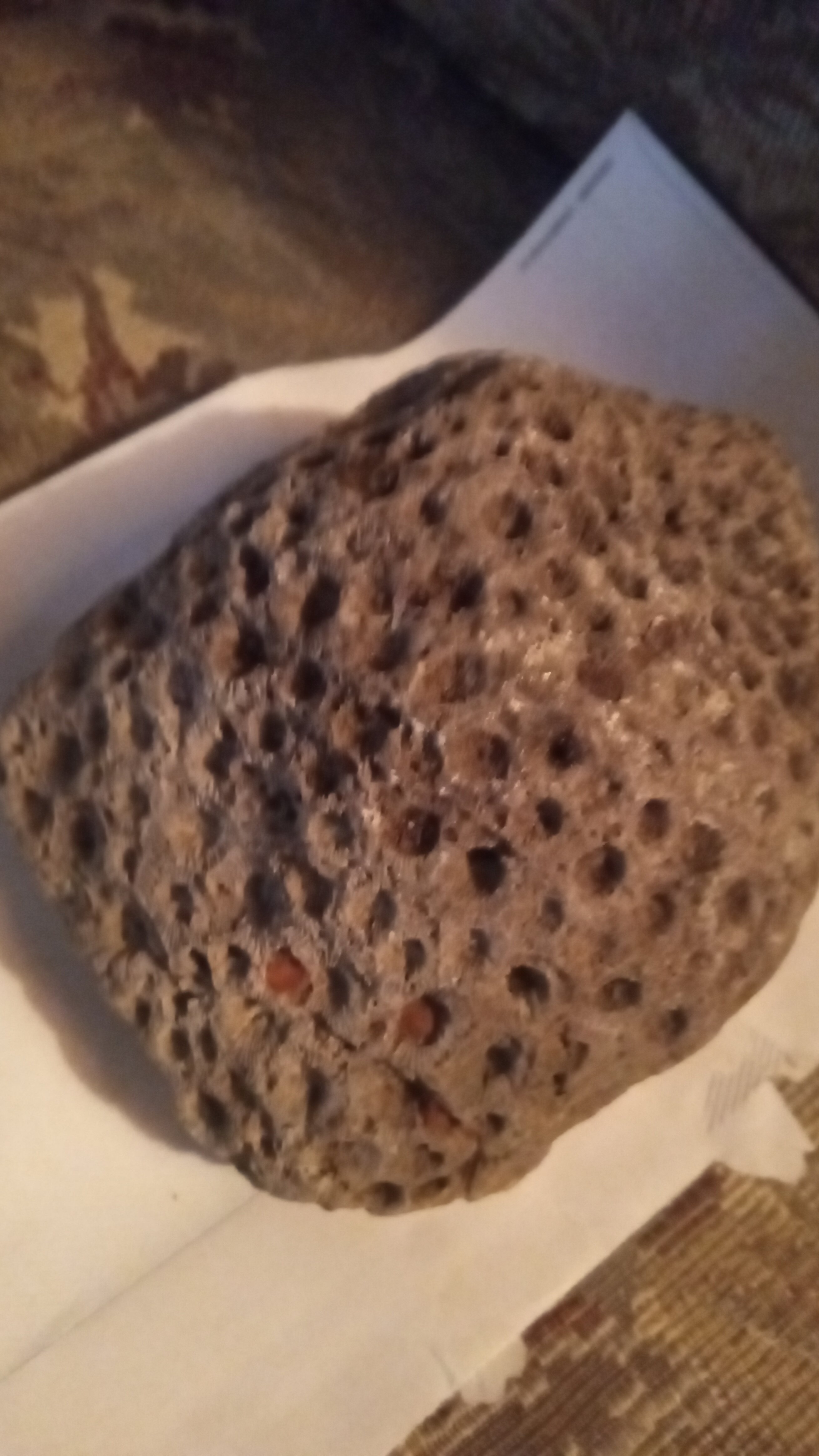 Heliolites Coral ? - Fossil ID - The Fossil Forum
