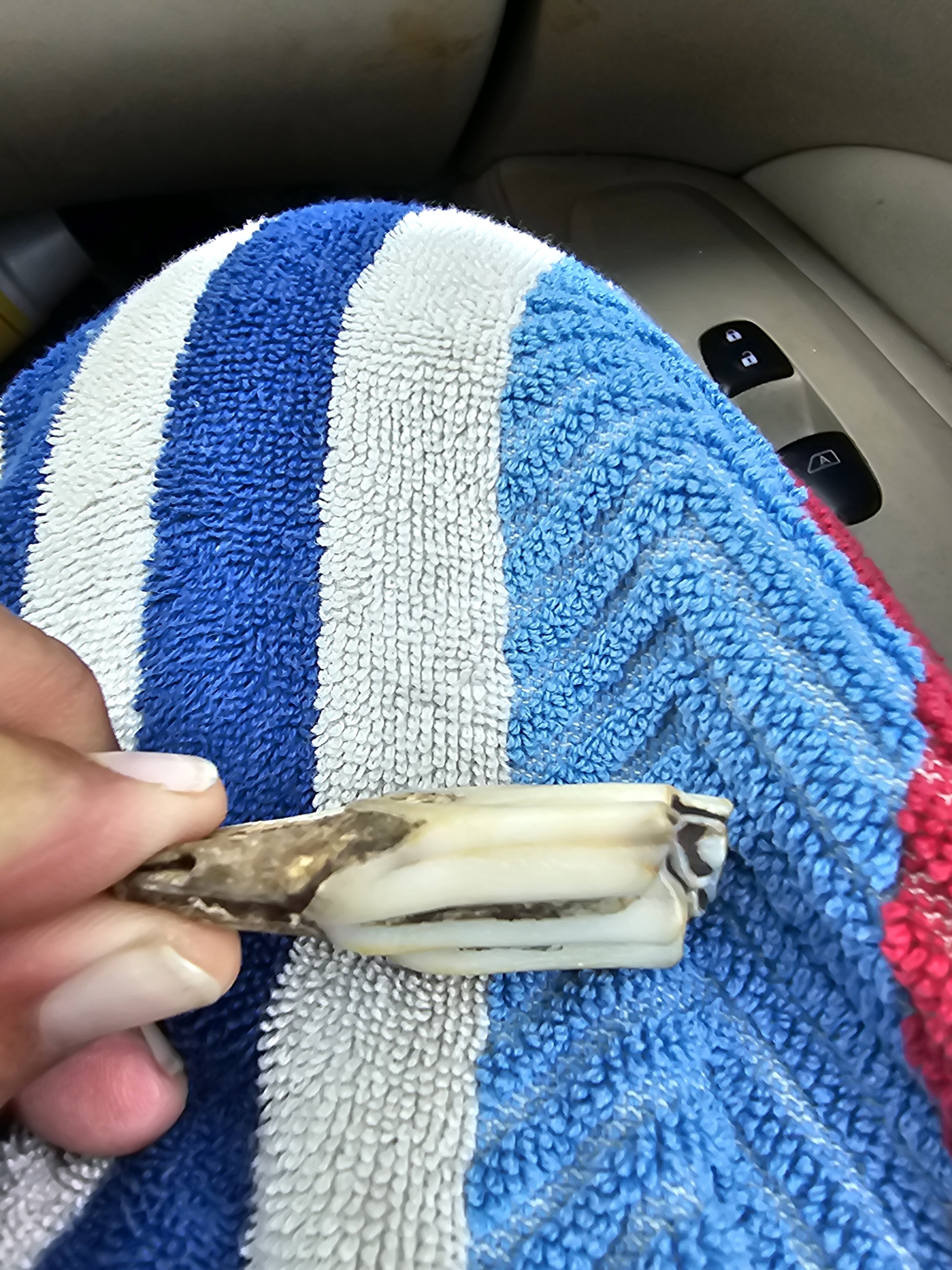 Strange tooth looking fossil - Fossil ID - The Fossil Forum