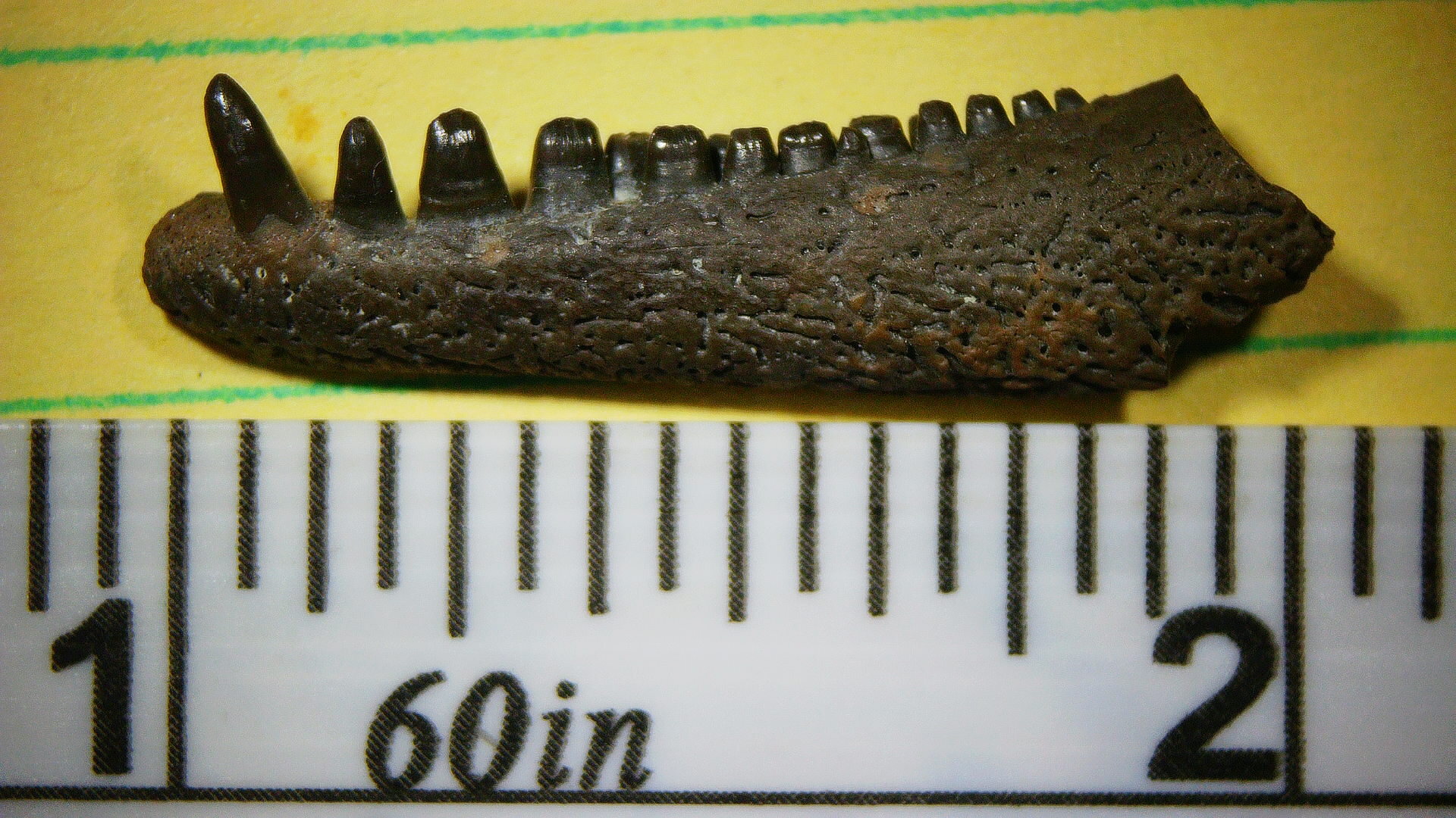 Reptile Jaw - Fossil ID - The Fossil Forum