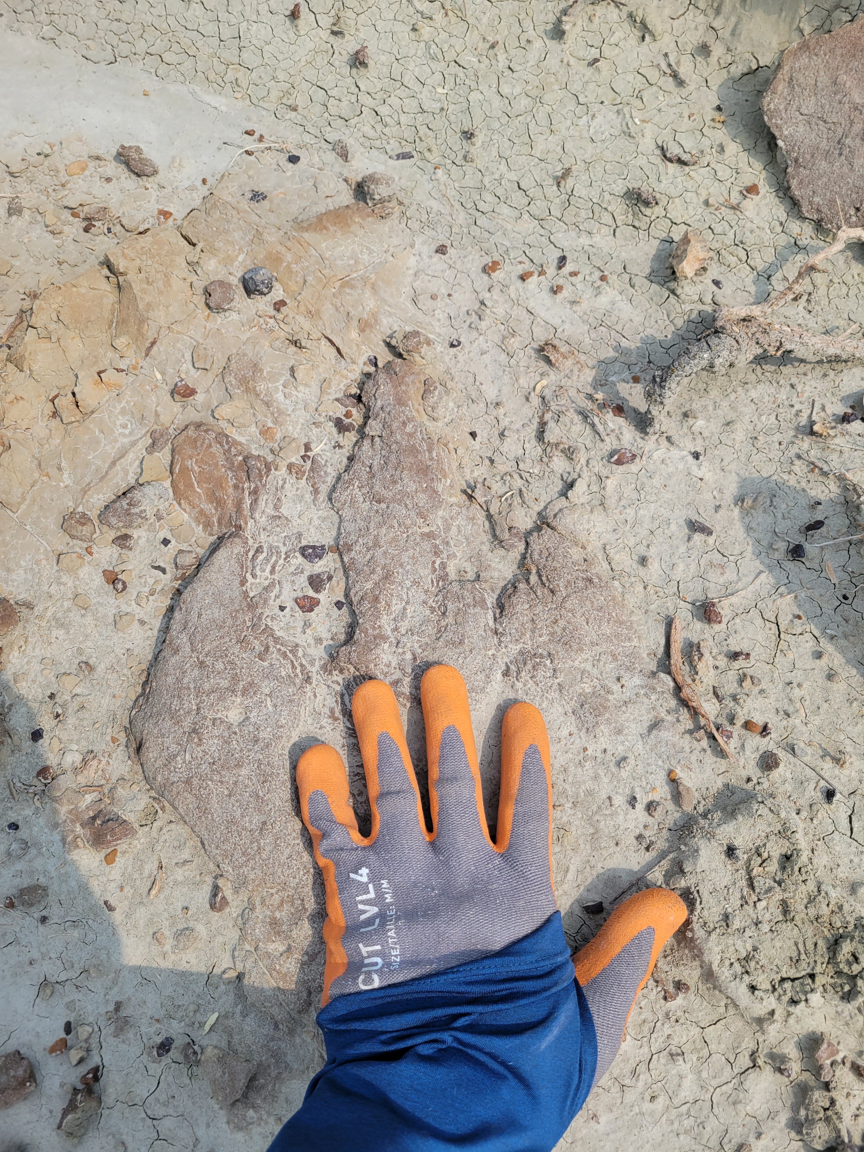 My theropod ichnofossil (track print) - General Fossil Discussion - The ...
