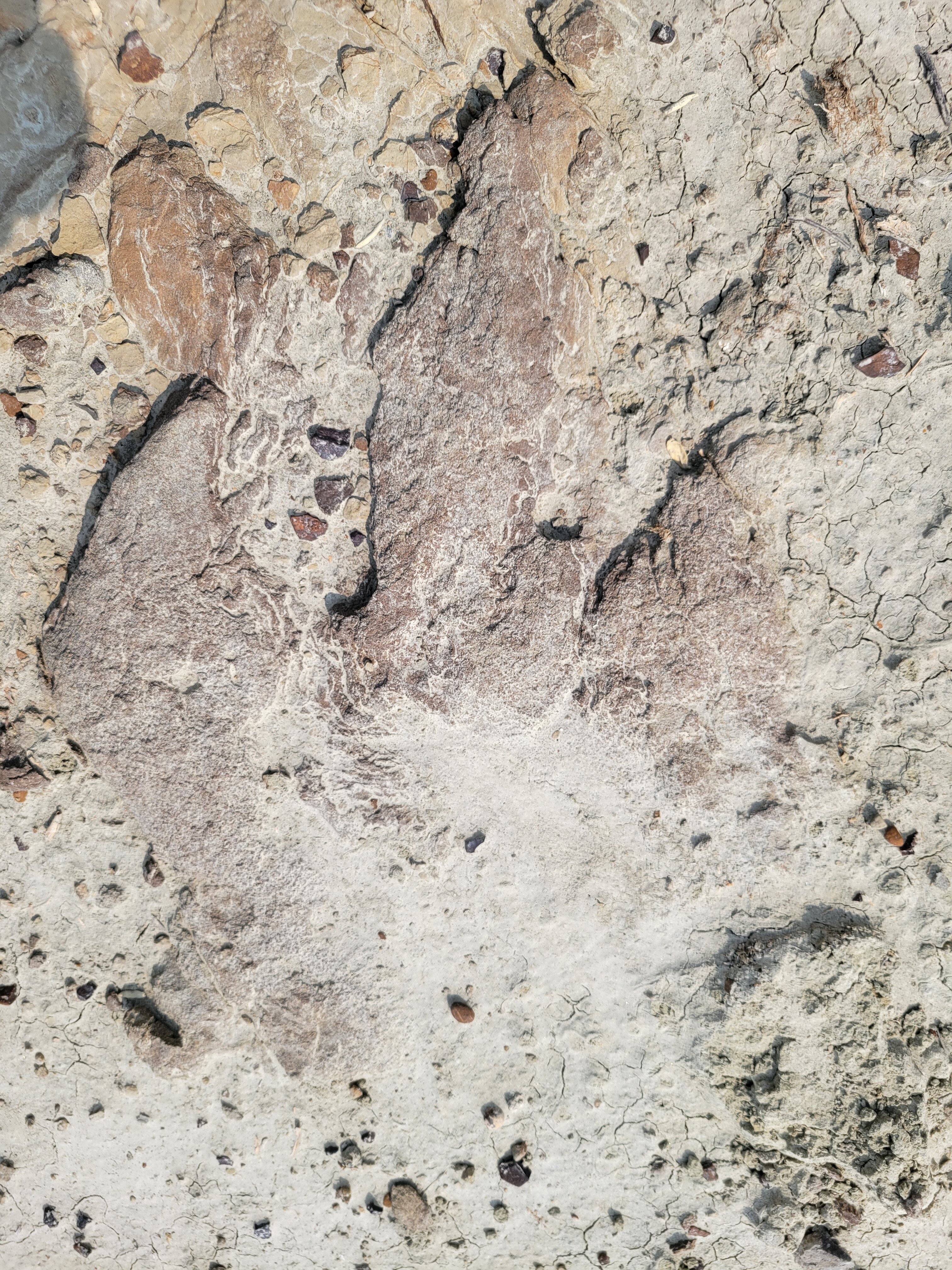 My theropod ichnofossil (track print) - General Fossil Discussion - The ...