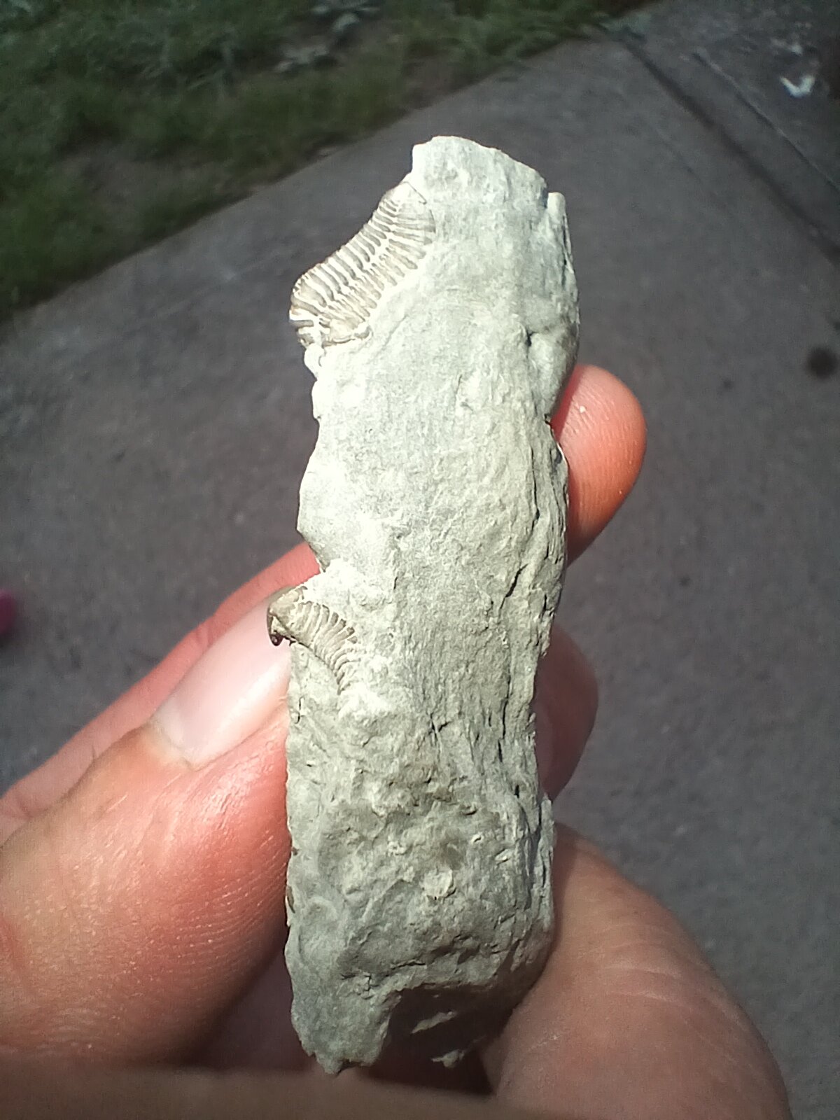 A few more - Fossil Hunting Trips - The Fossil Forum