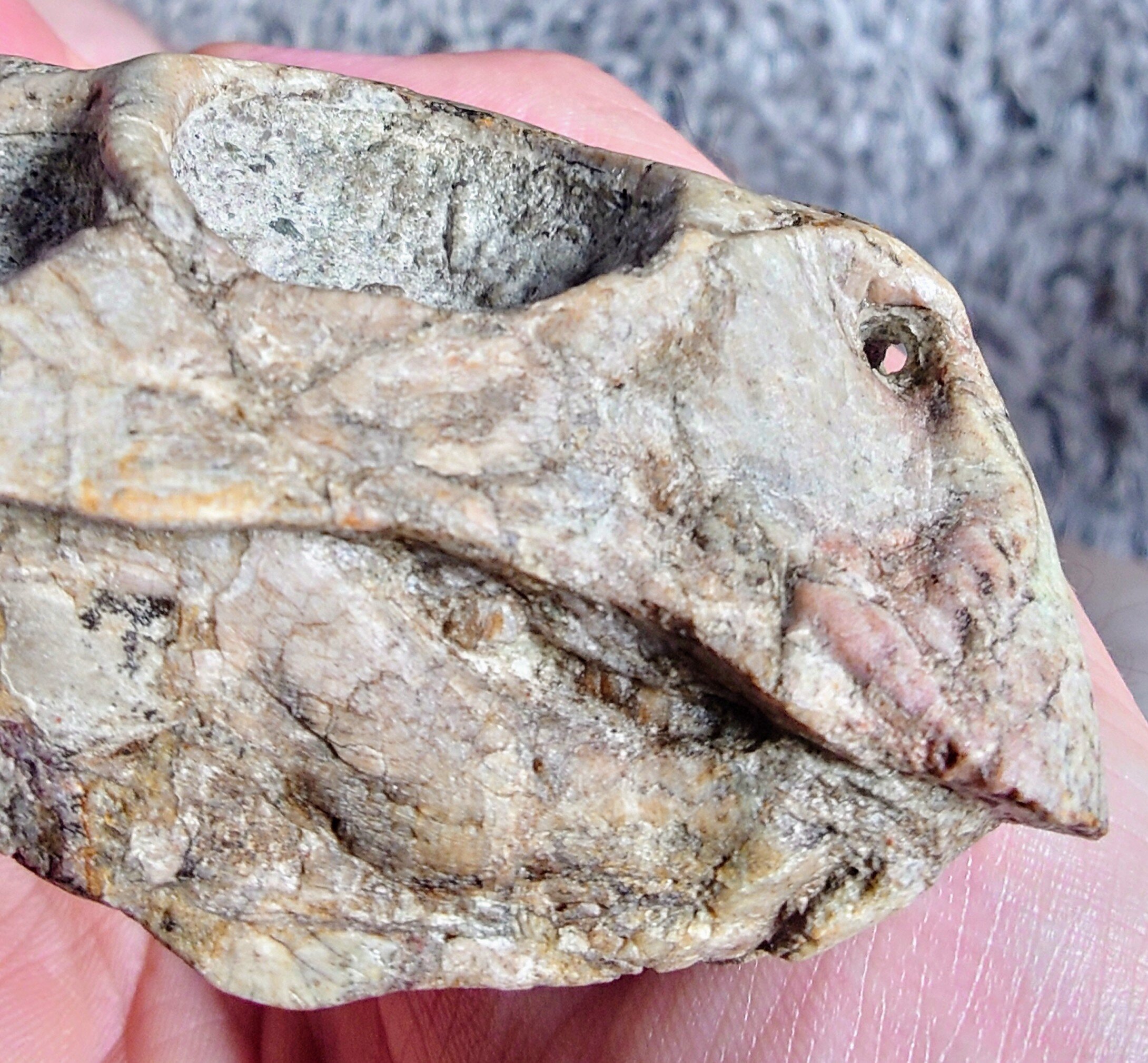 Do you agree with my identification for this Psittacosaurus? - Fossil ...