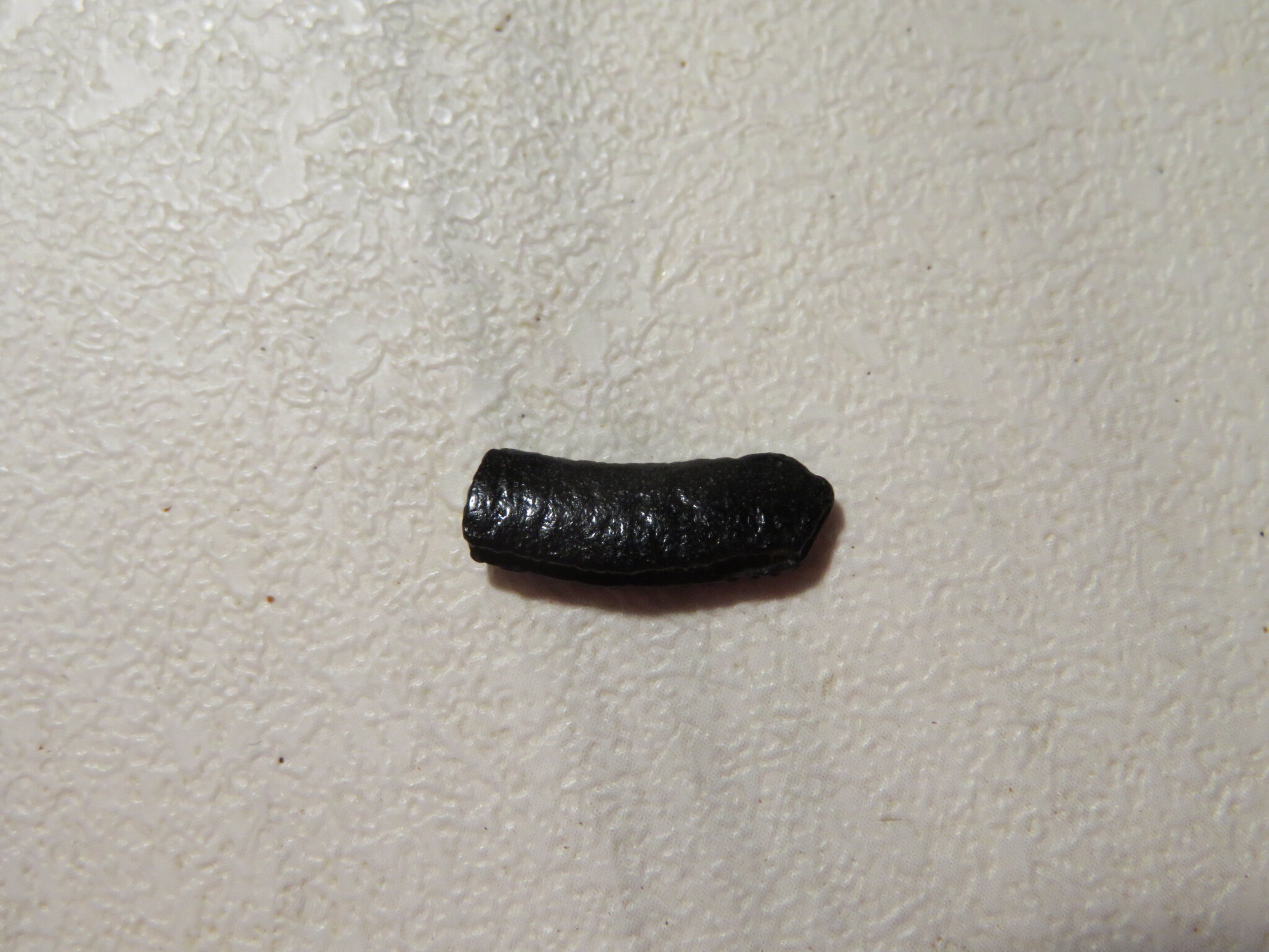 Ray Teeth / Plate? - Fossil ID - The Fossil Forum