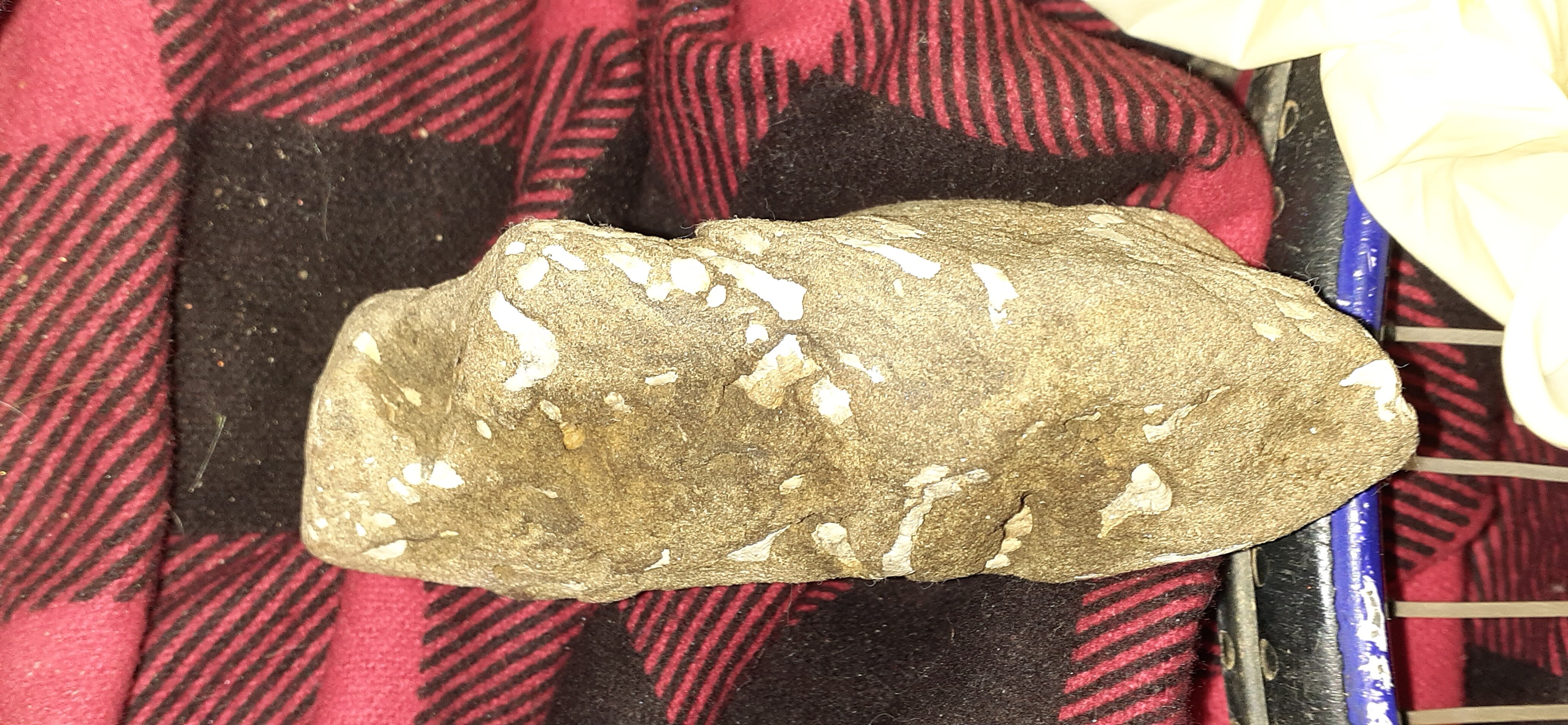 FOSSIL TOOTH IDENTIFICATION PLEASE - Fossil ID - The Fossil Forum
