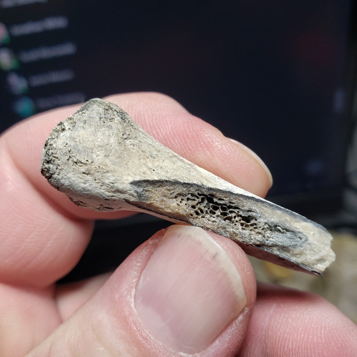 Identify Lee Creek Phosphate mine bone. - Fossil ID - The Fossil Forum