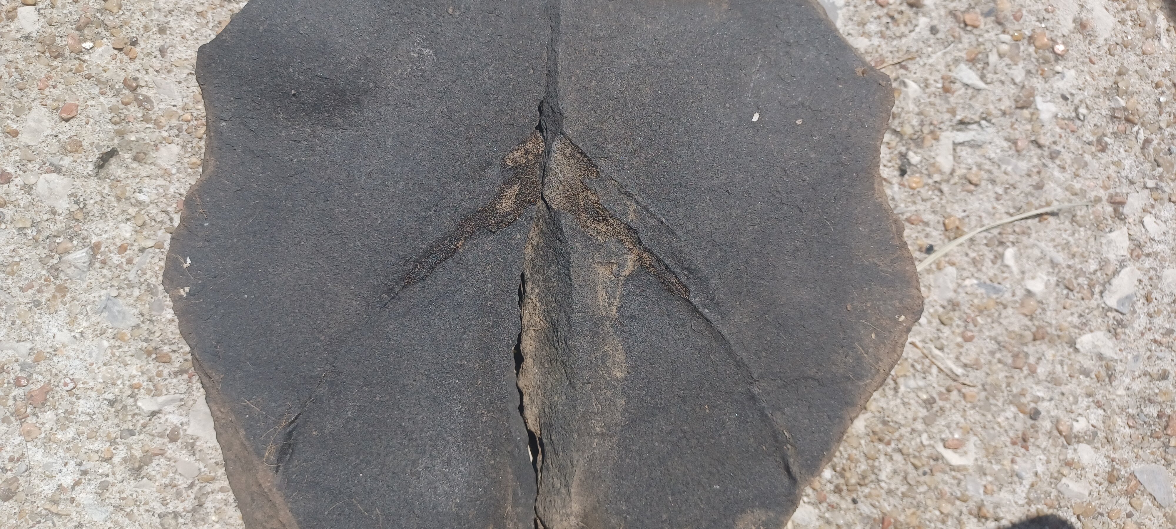 Cartilagenous Fish Fin Spine? (Missouri) - Fossil ID - The Fossil Forum