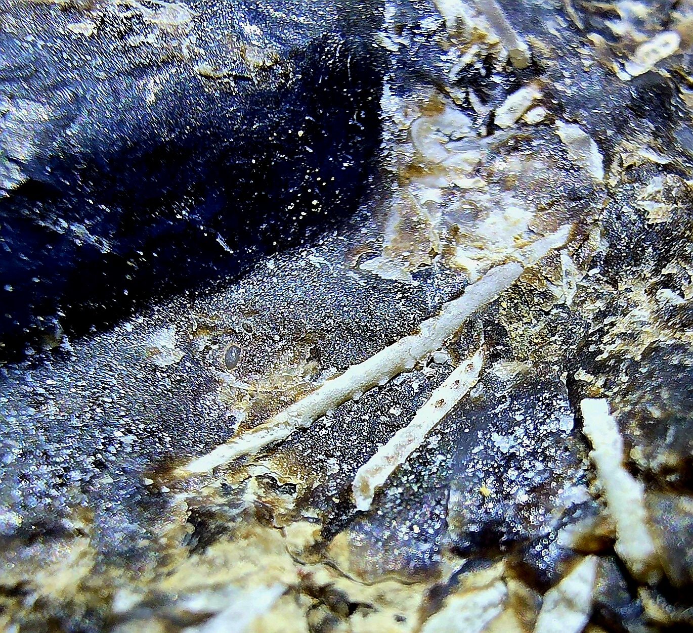 Dinosaur poop? - Fossil ID - The Fossil Forum