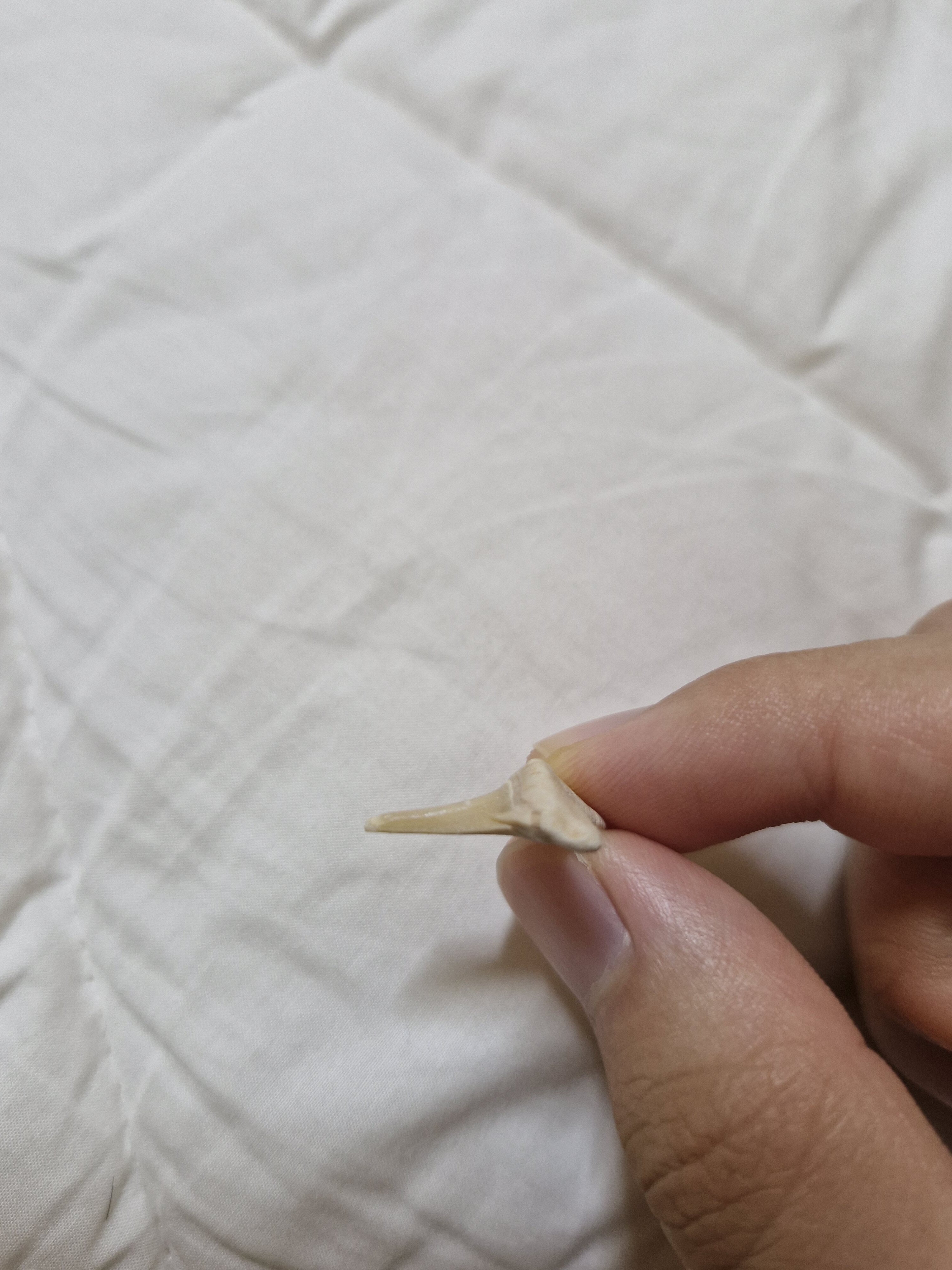 Need identification for Moroccan shark teeth - Fossil ID - The Fossil Forum