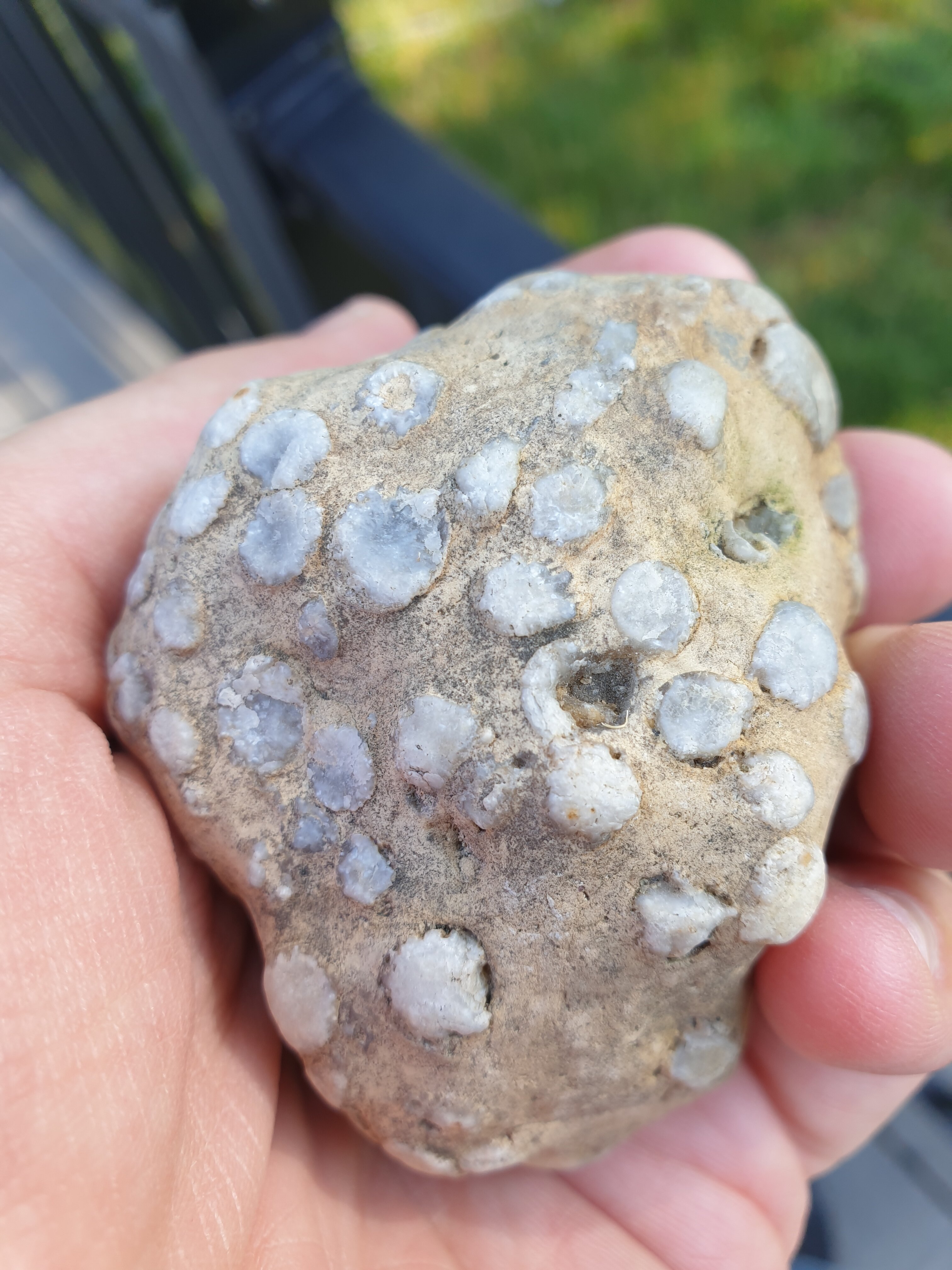 Possible Crinoid Cup/Arms - Fossil ID - The Fossil Forum