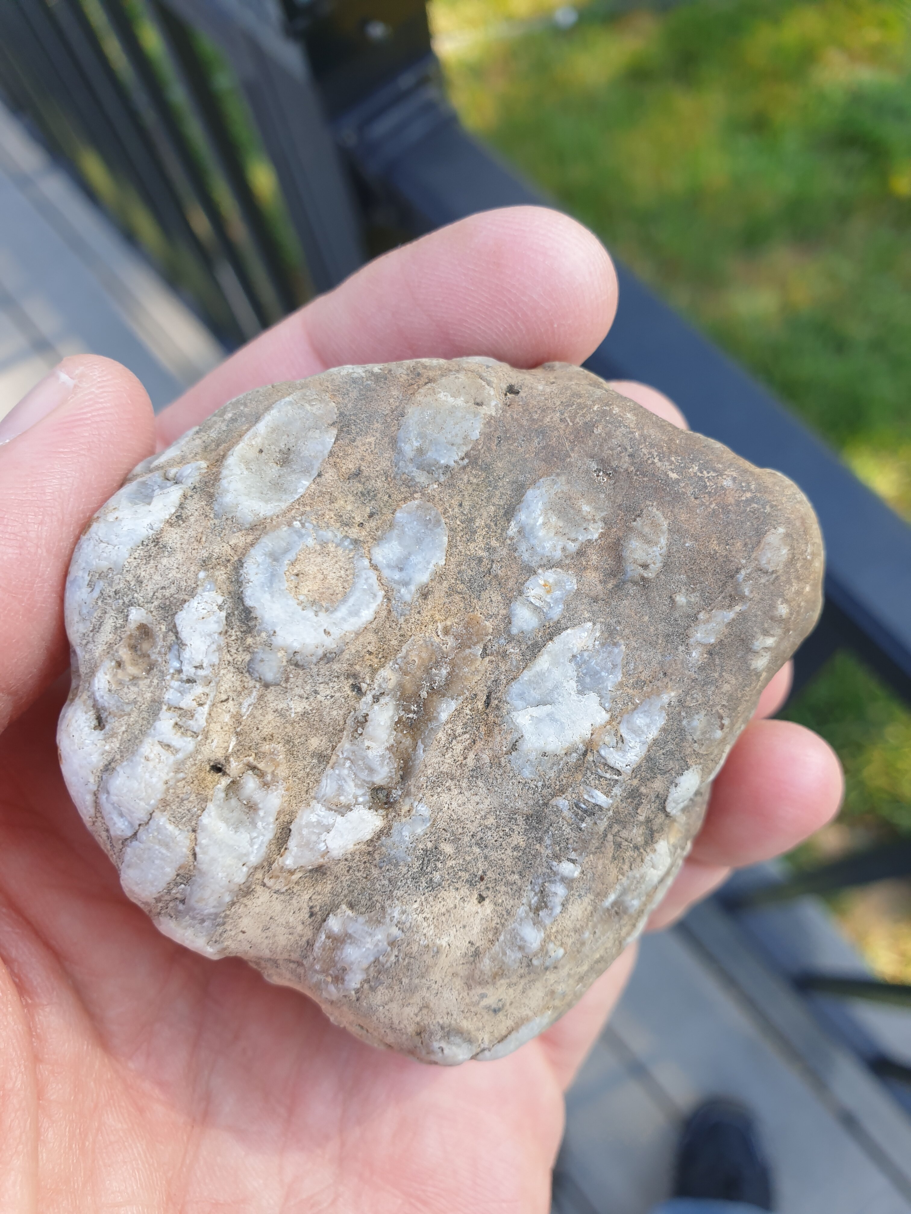 Possible Crinoid Cup/Arms - Fossil ID - The Fossil Forum