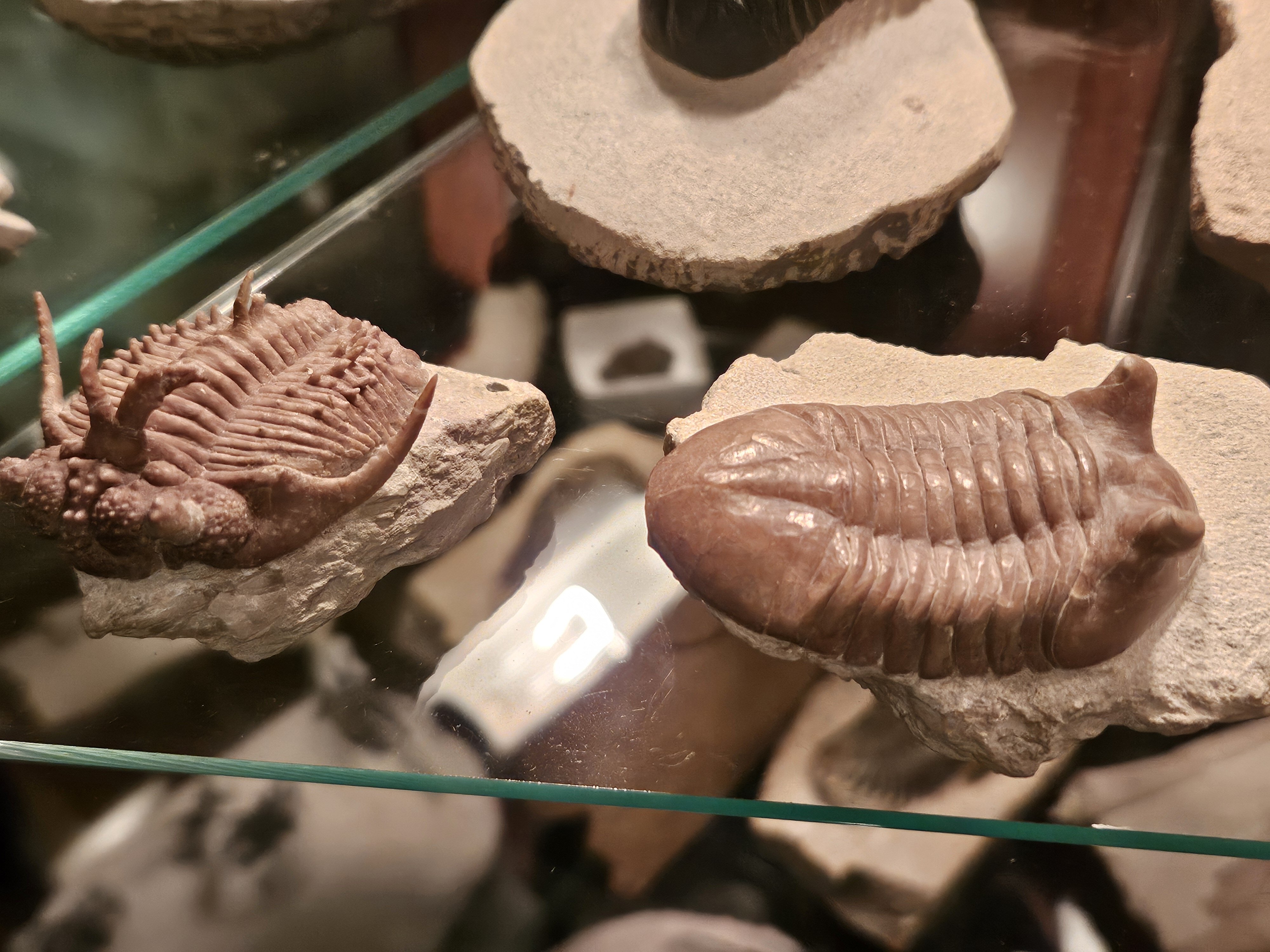 Repair Update - Fossil Preparation - The Fossil Forum
