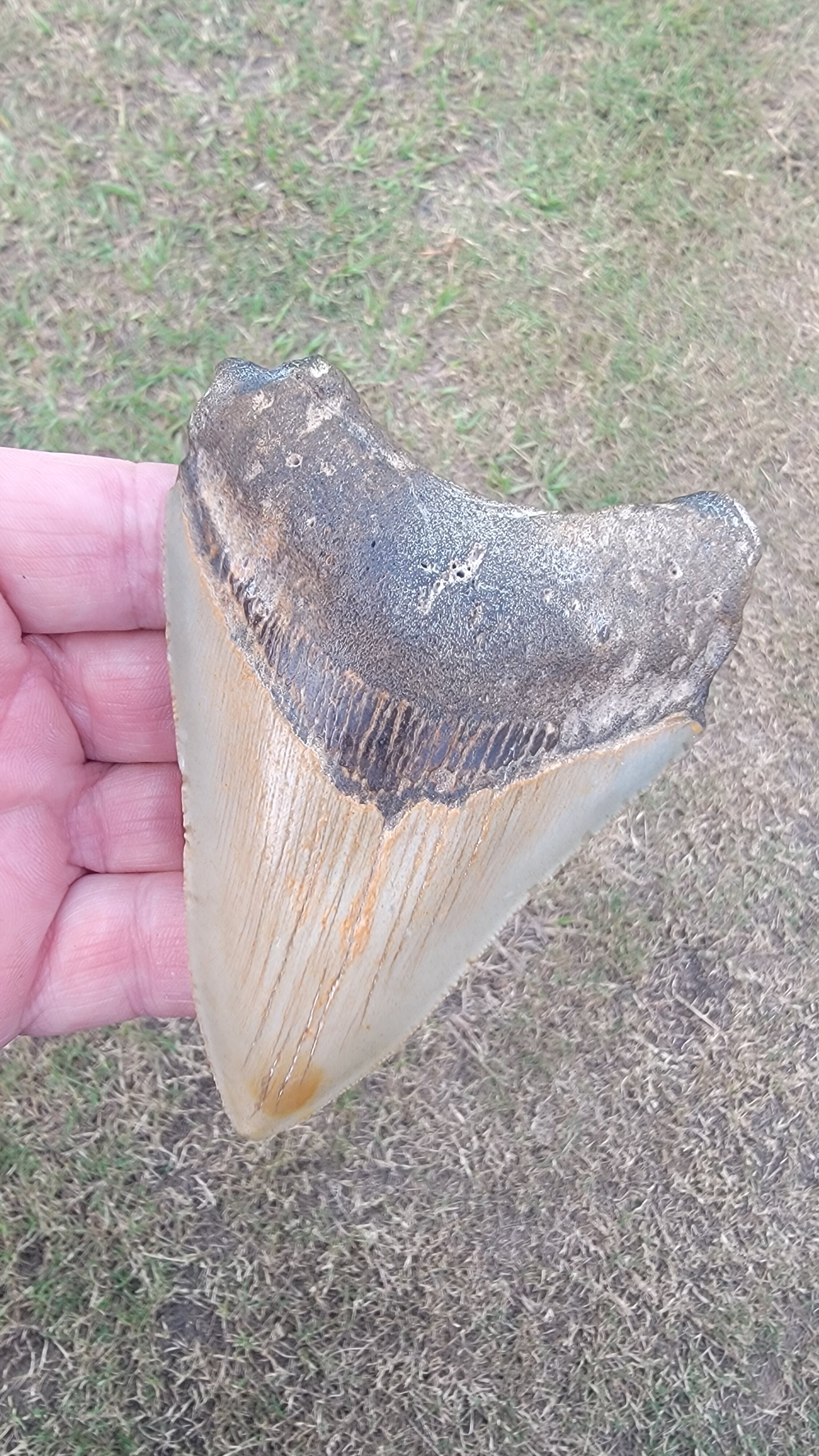 Meg Location - Fossil ID - The Fossil Forum