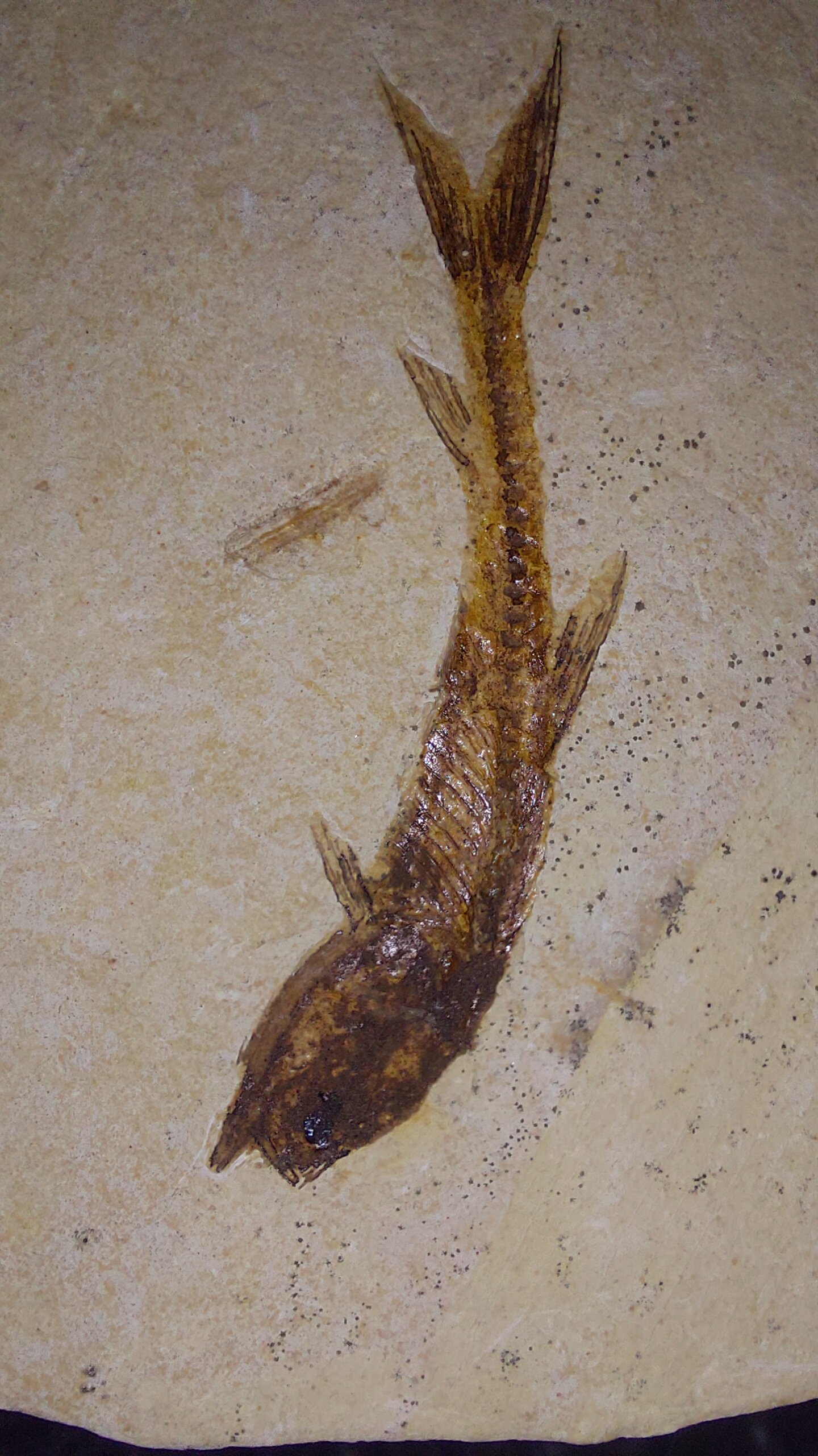 Genuine Fishes or not? - Is It Real? How to Recognize Fossil ...