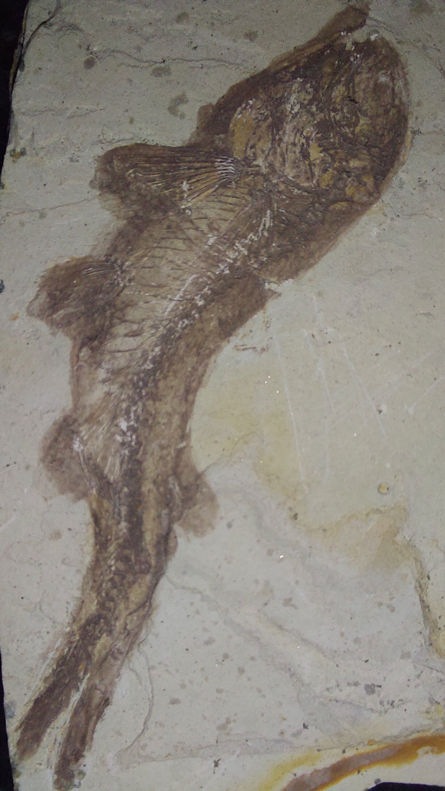 Genuine Fishes or not? - Is It Real? How to Recognize Fossil ...