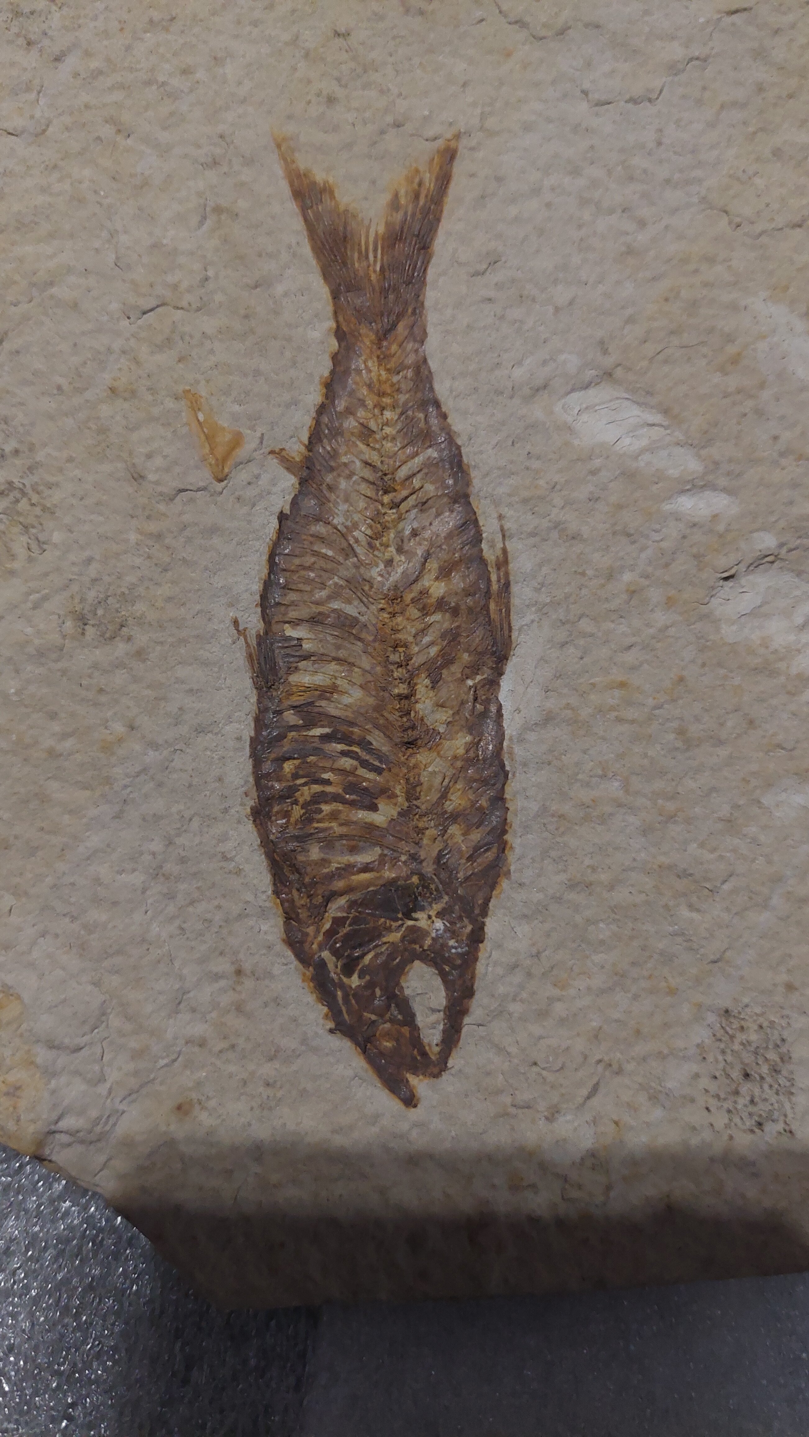 Genuine Fishes or not? - Is It Real? How to Recognize Fossil ...