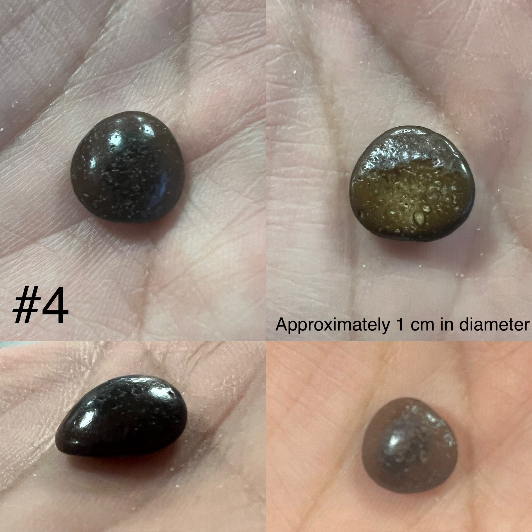 Need help identifying - Fossil ID - The Fossil Forum