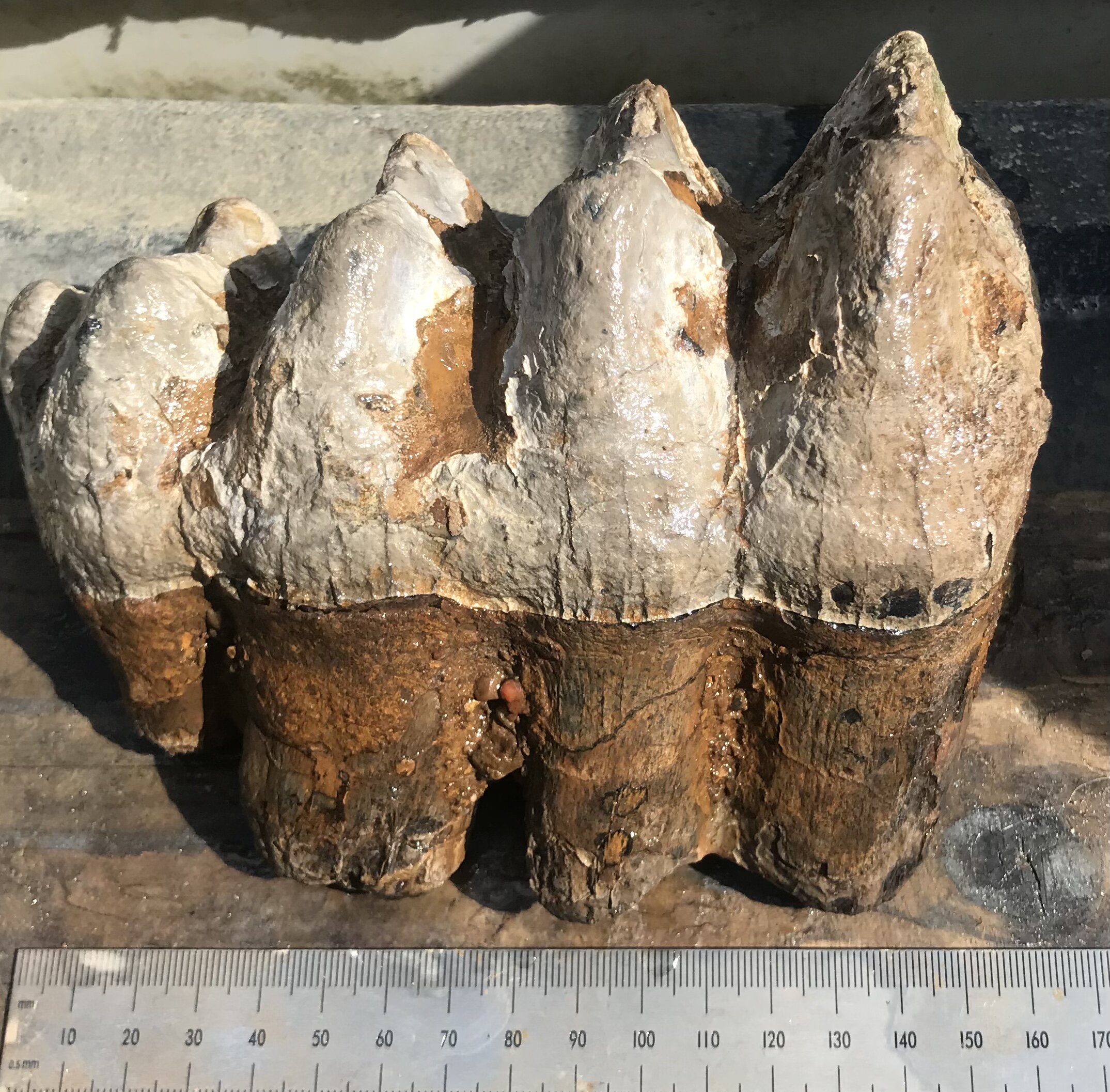 mastodon tooth preservation - Fossil Preparation - The Fossil Forum