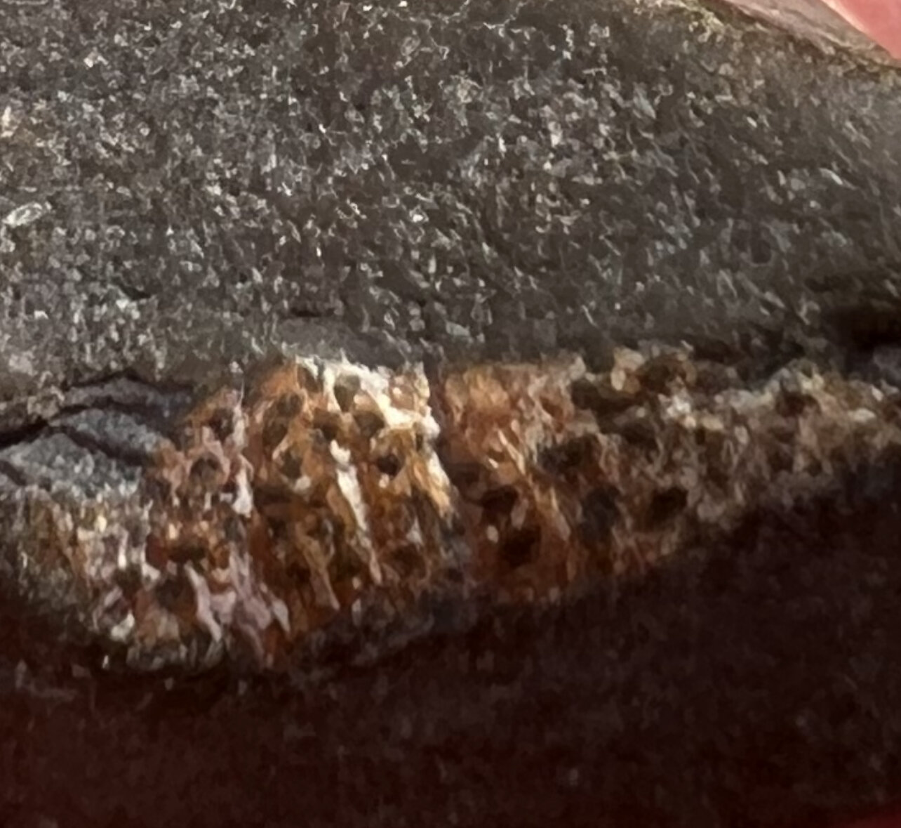 Looking for help identifying Spotted formation on smooth stone found ...