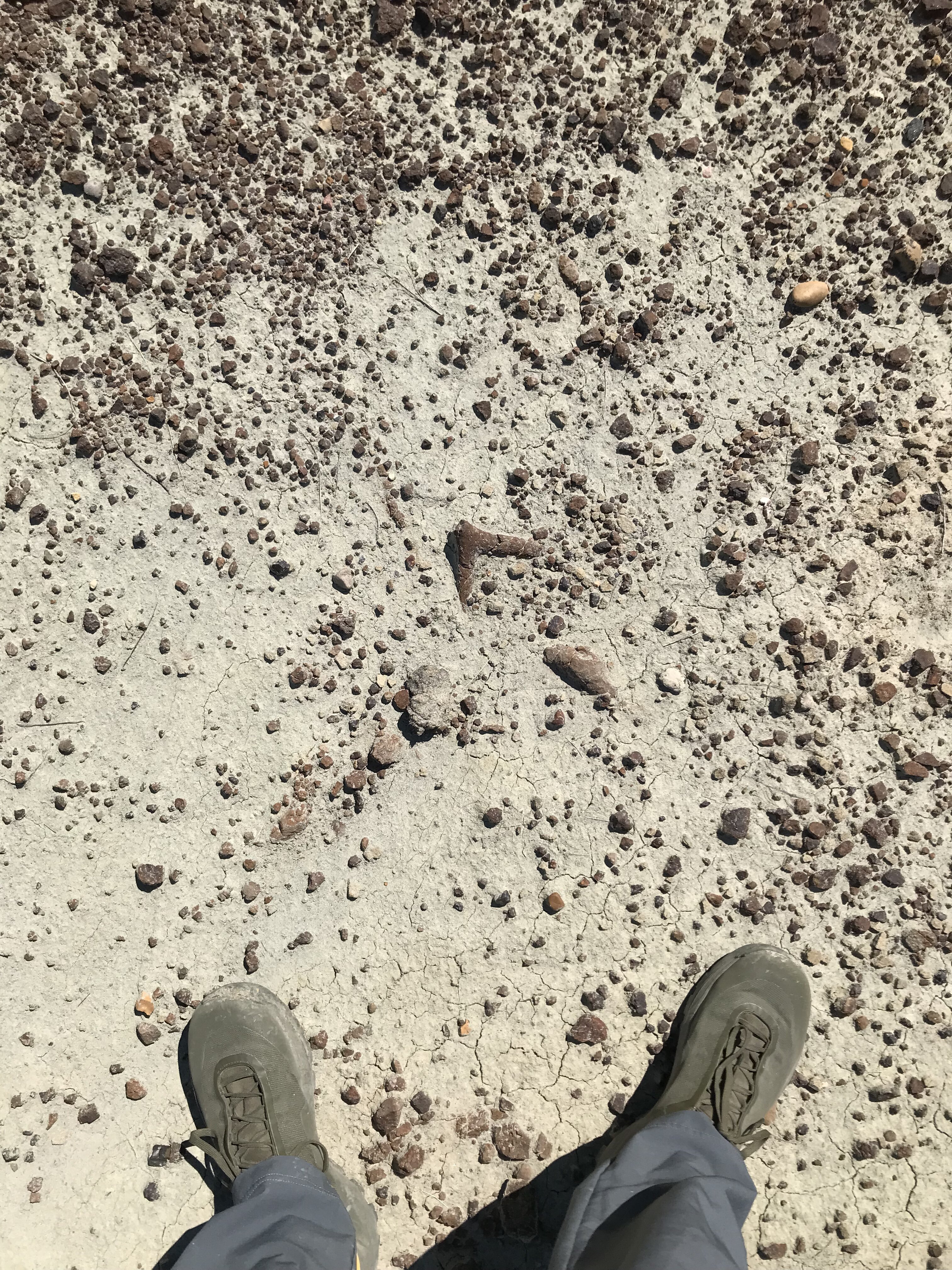 My theropod ichnofossil (track print) - General Fossil Discussion - The ...