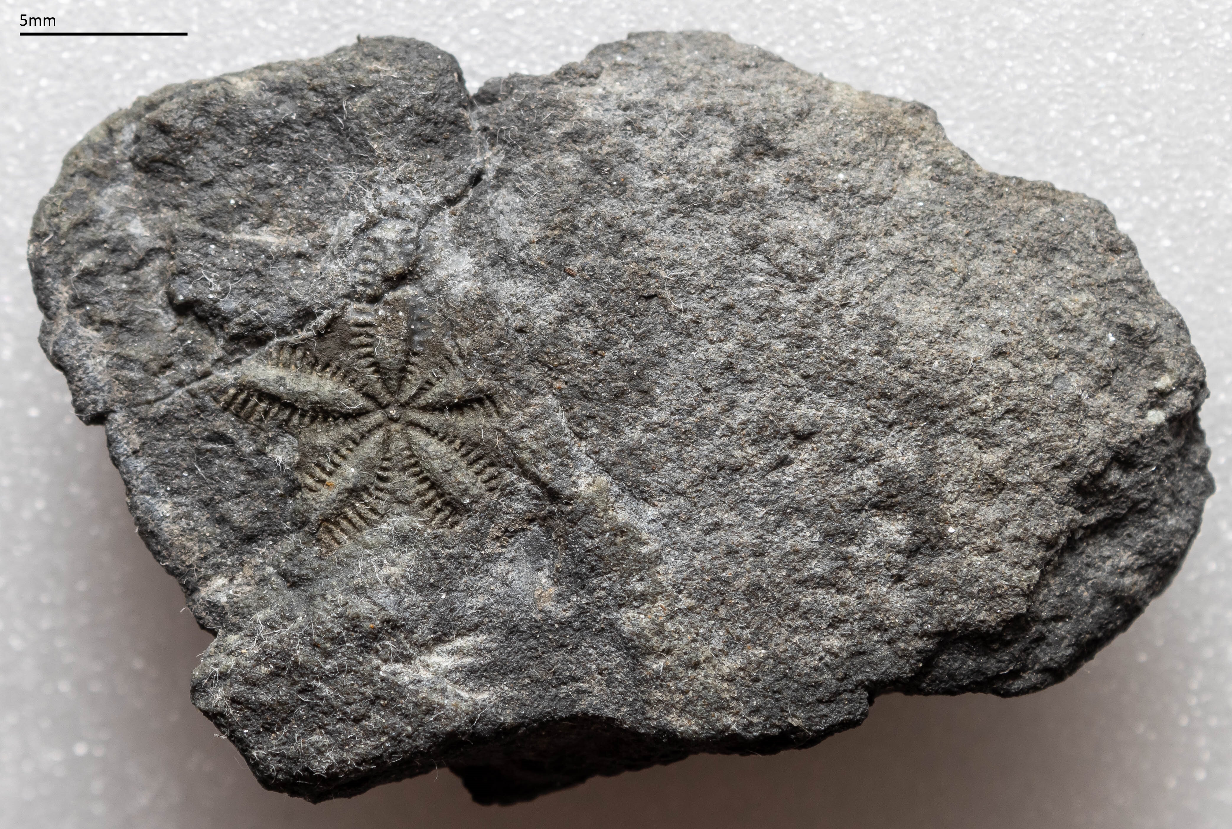 Is this the end of a (Pentacrinites?) crinoid stem? Robin Hood's Bay ...