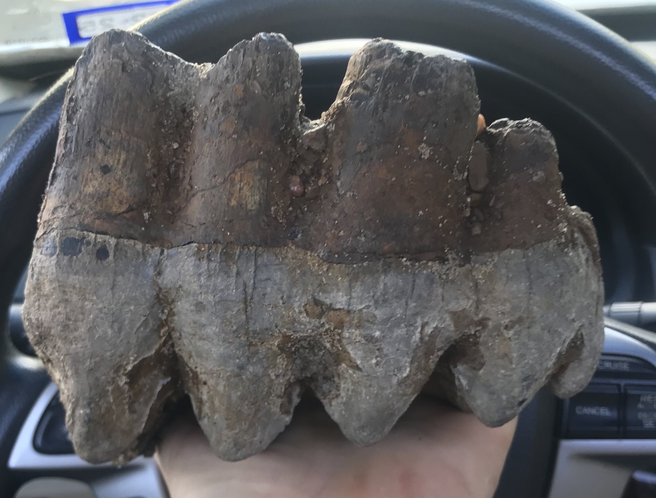 mastodon tooth preservation - Fossil Preparation - The Fossil Forum
