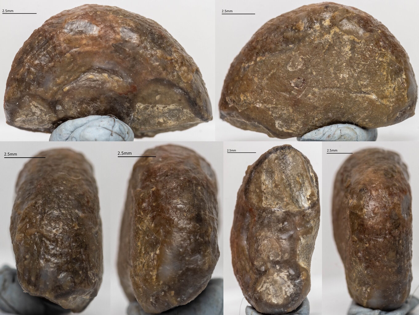Is this half a gastropod shell? Wenlock Edge, UK (Silurian) - Fossil ID ...
