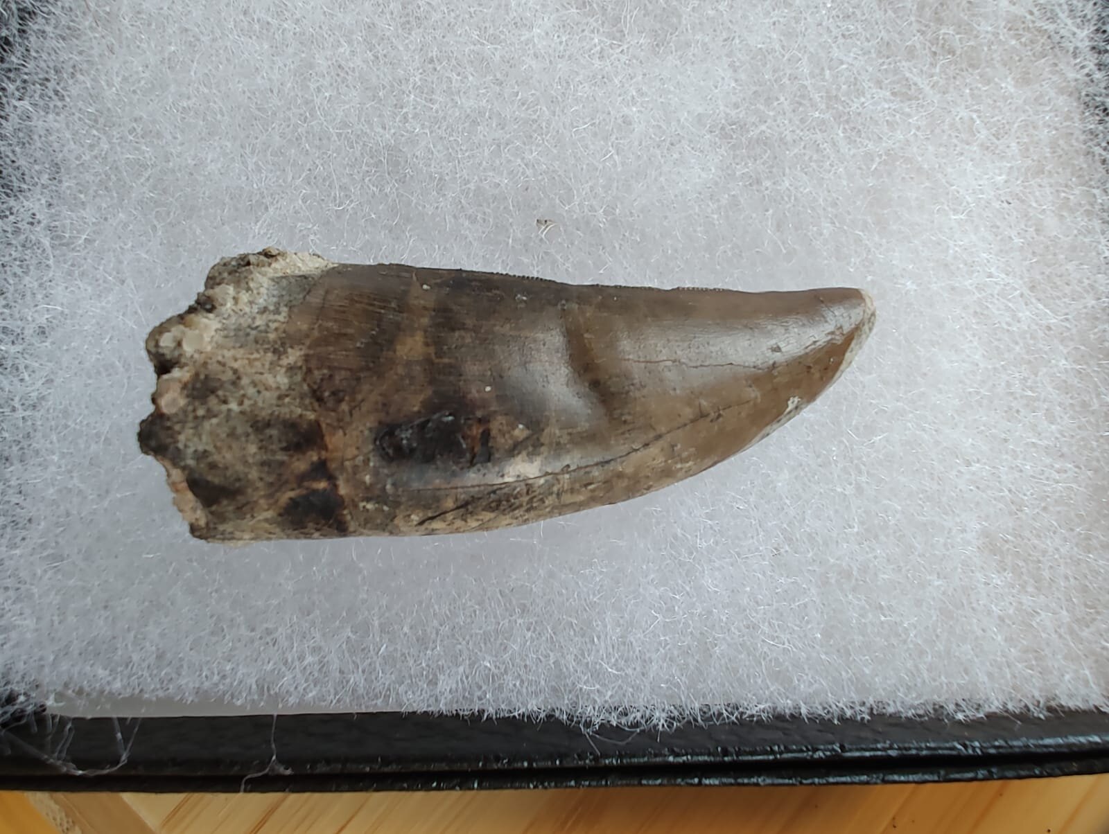 ID help, Afrovenator Tooth? - Fossil ID - The Fossil Forum