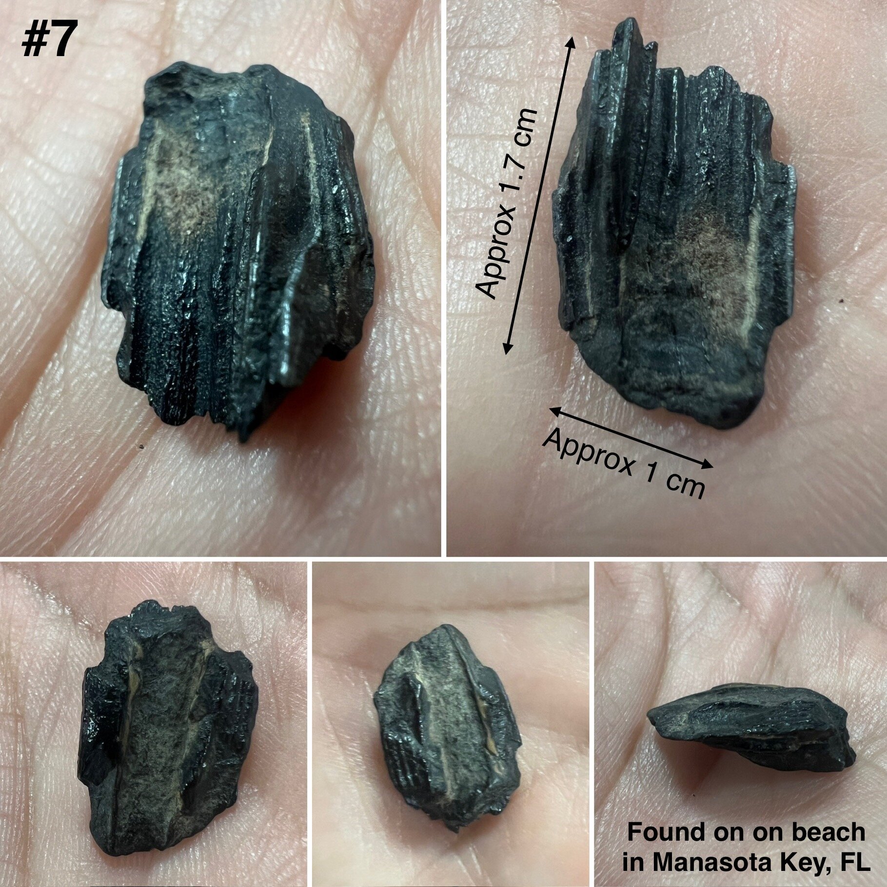 Need help identifying! - Fossil ID - The Fossil Forum