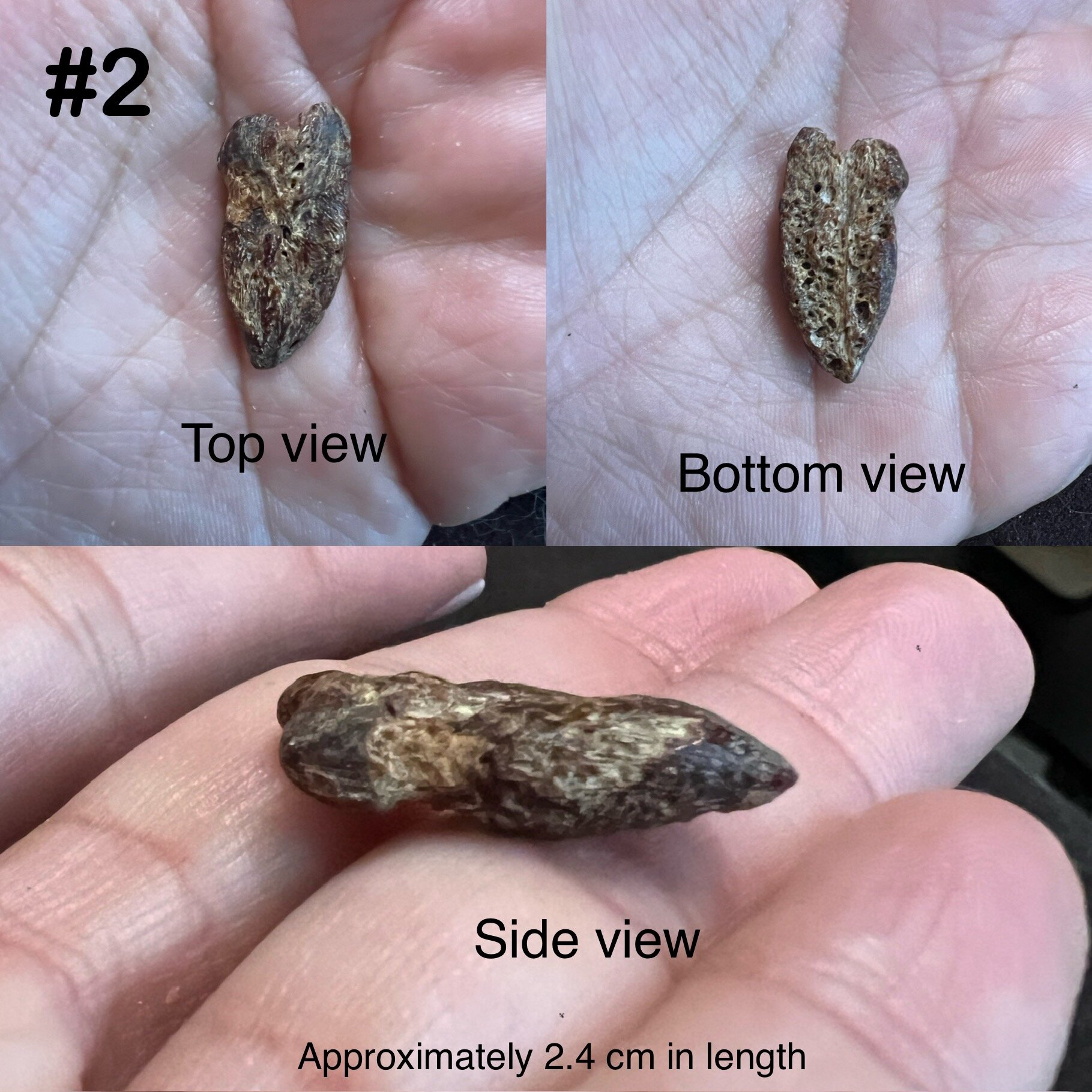 Skull plates? - Fossil ID - The Fossil Forum