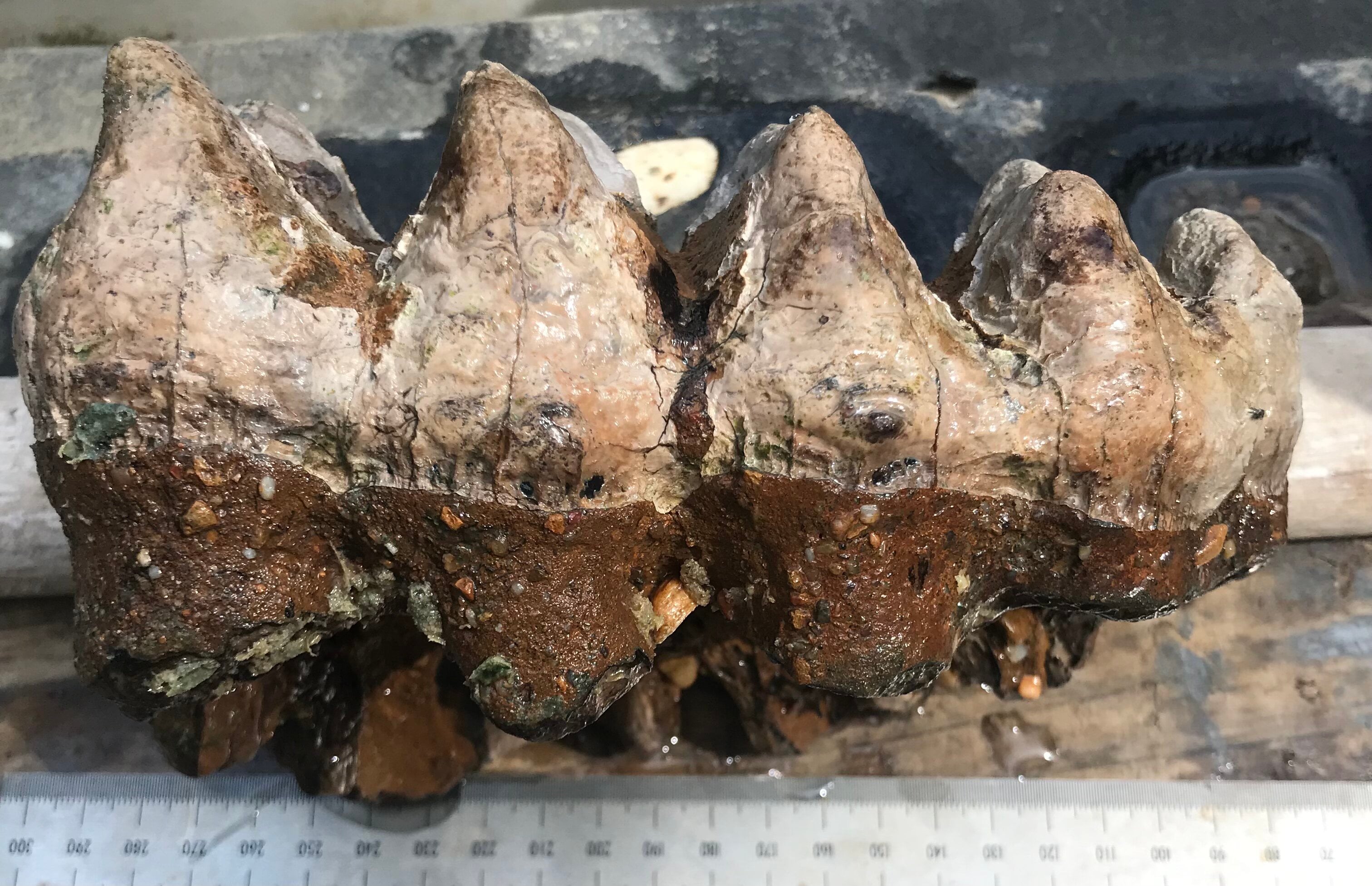 mastodon tooth preservation - Fossil Preparation - The Fossil Forum