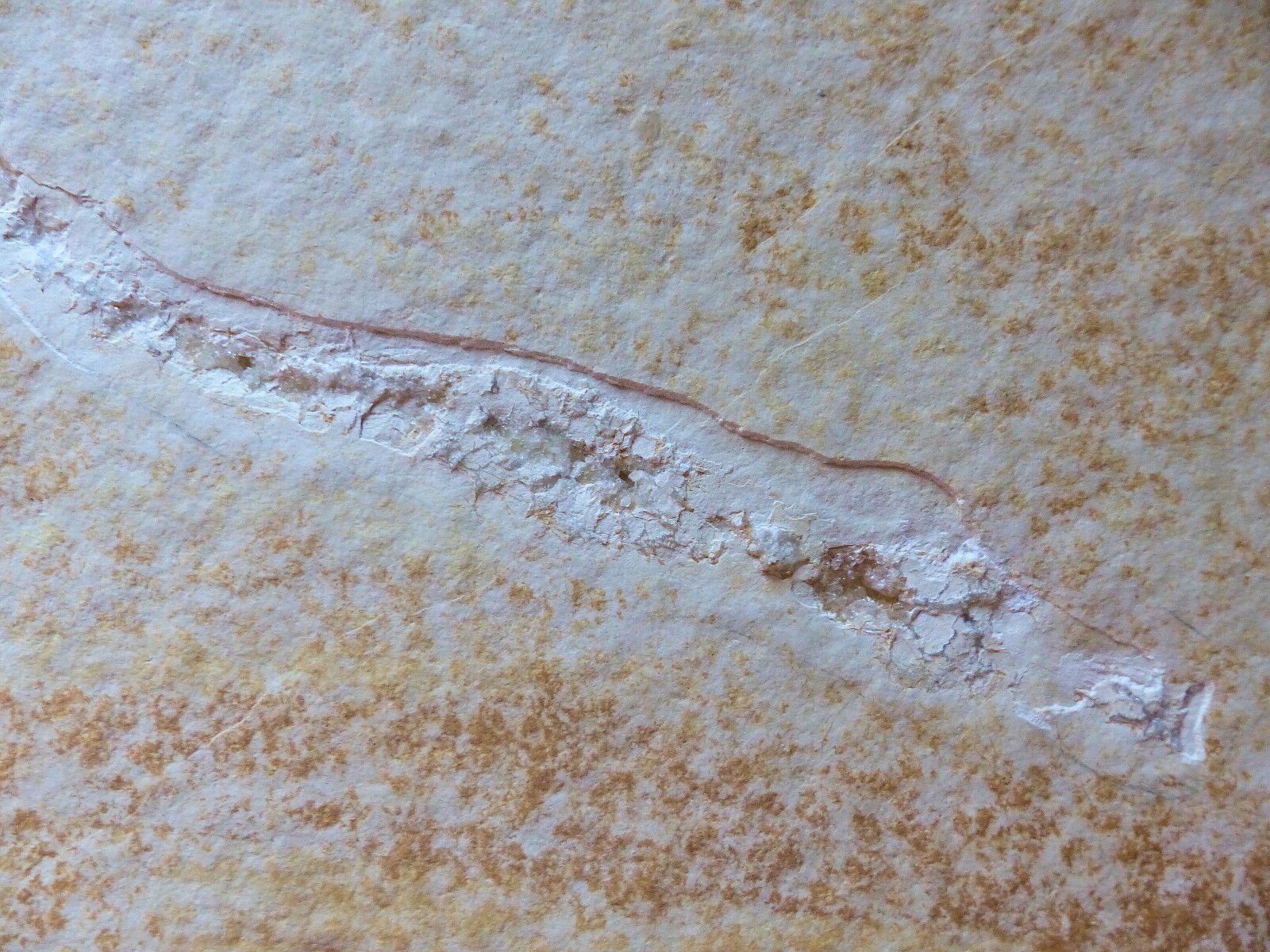 Eunicites proavus (GERMAR, 1842) - Annelids - The Fossil Forum