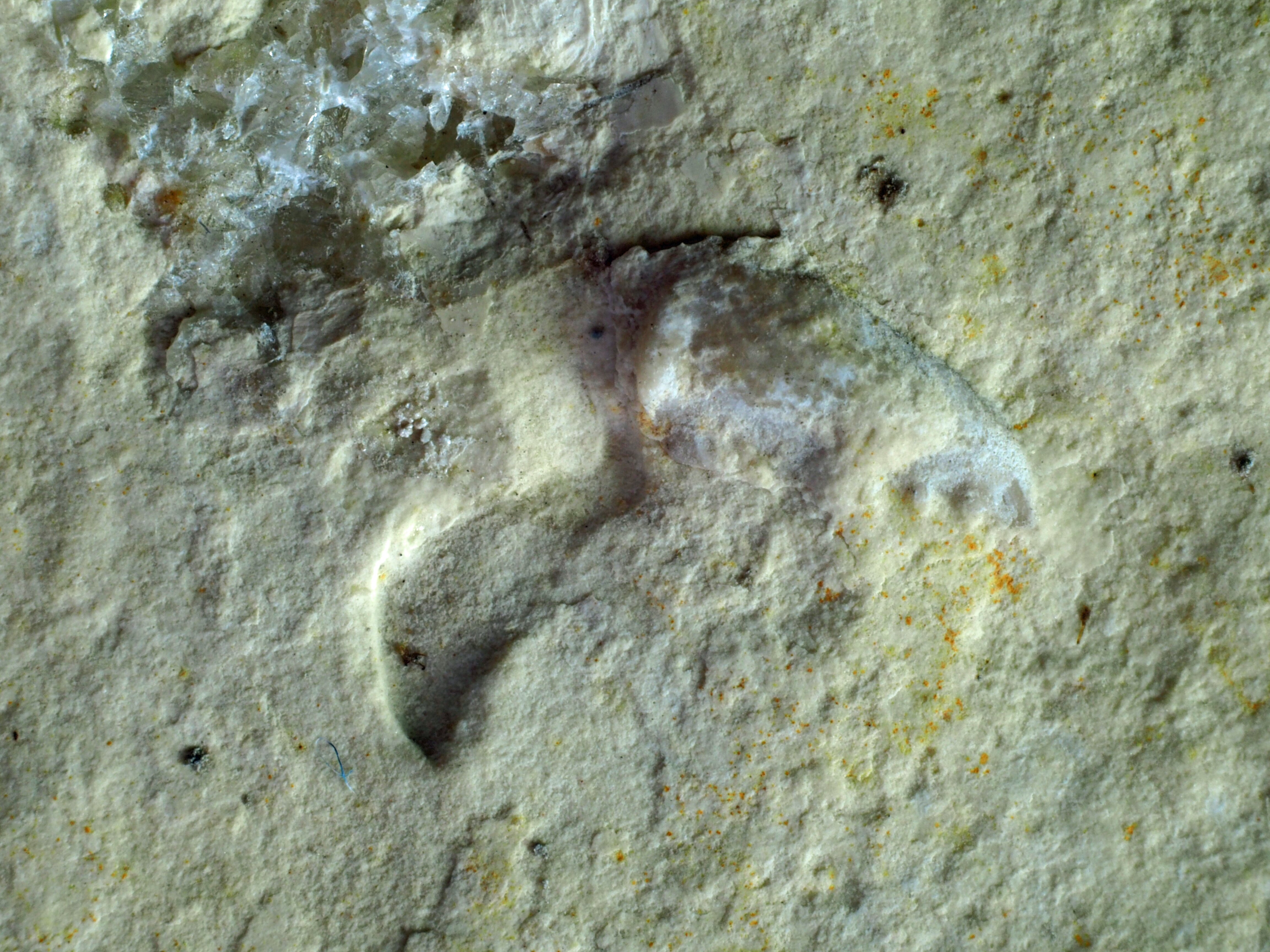 Eunicites proavus (GERMAR, 1842) - Annelids - The Fossil Forum