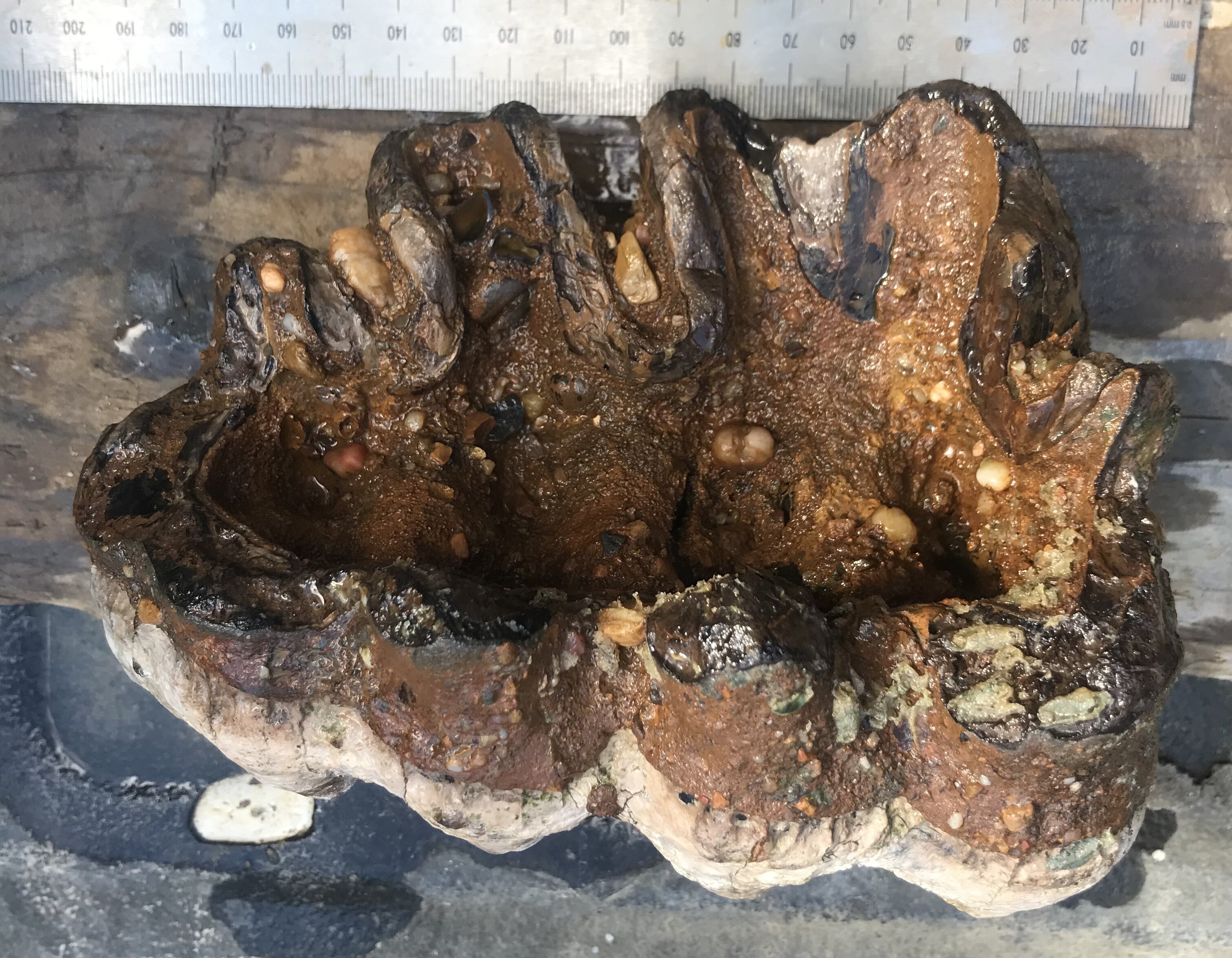 mastodon tooth preservation - Fossil Preparation - The Fossil Forum