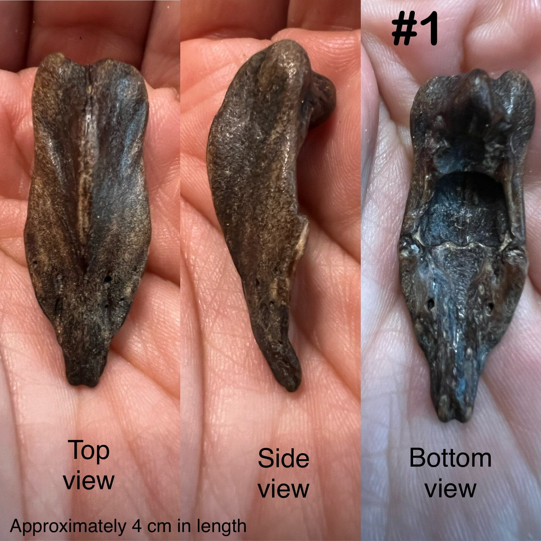 Skull plates? - Fossil ID - The Fossil Forum