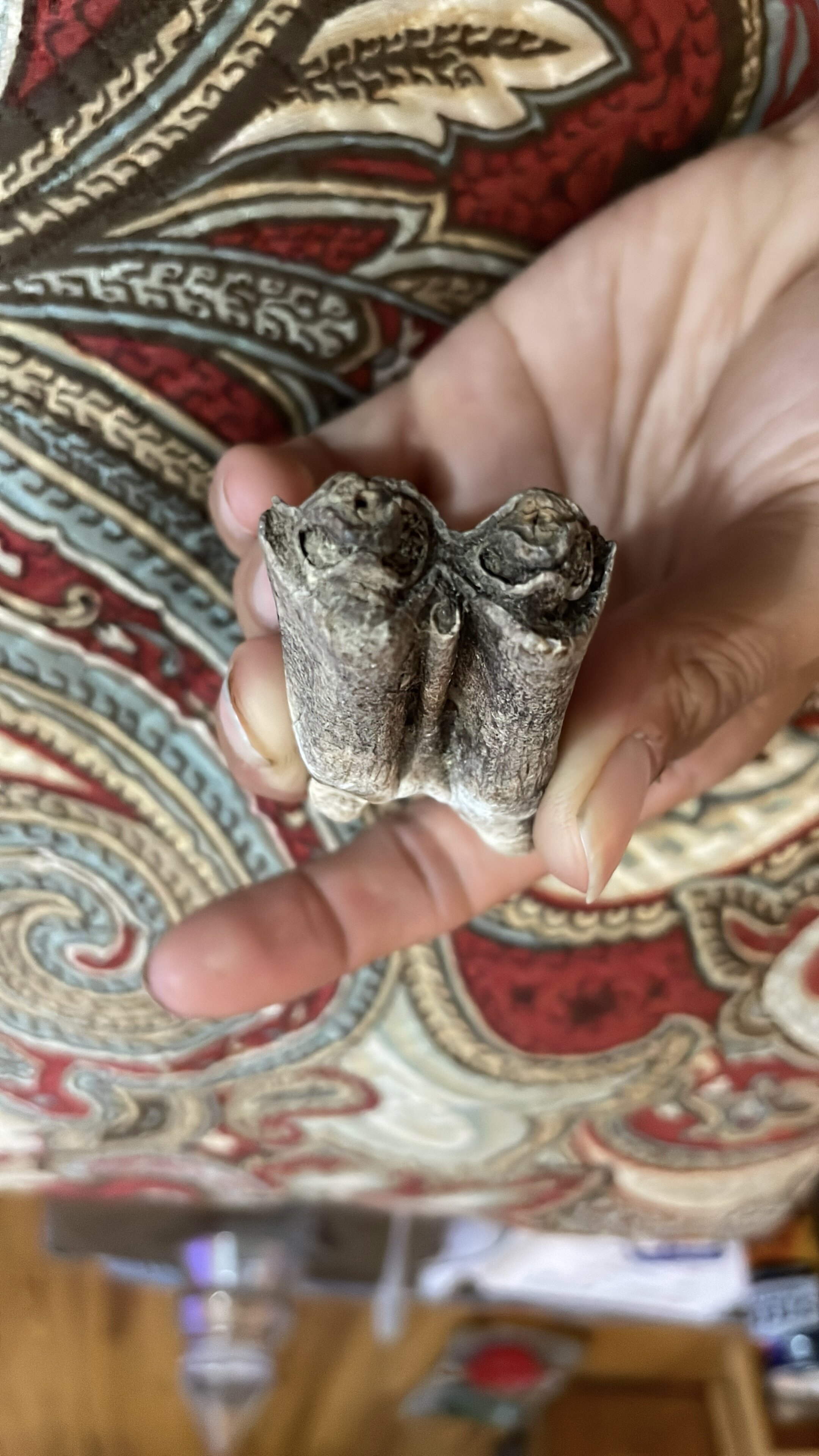 Canadian Rockies tooth ID - Fossil ID - The Fossil Forum