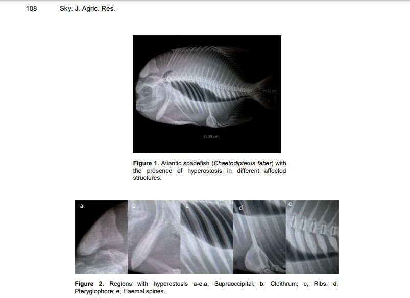 Would these be tilly bones? - Fossil ID - The Fossil Forum