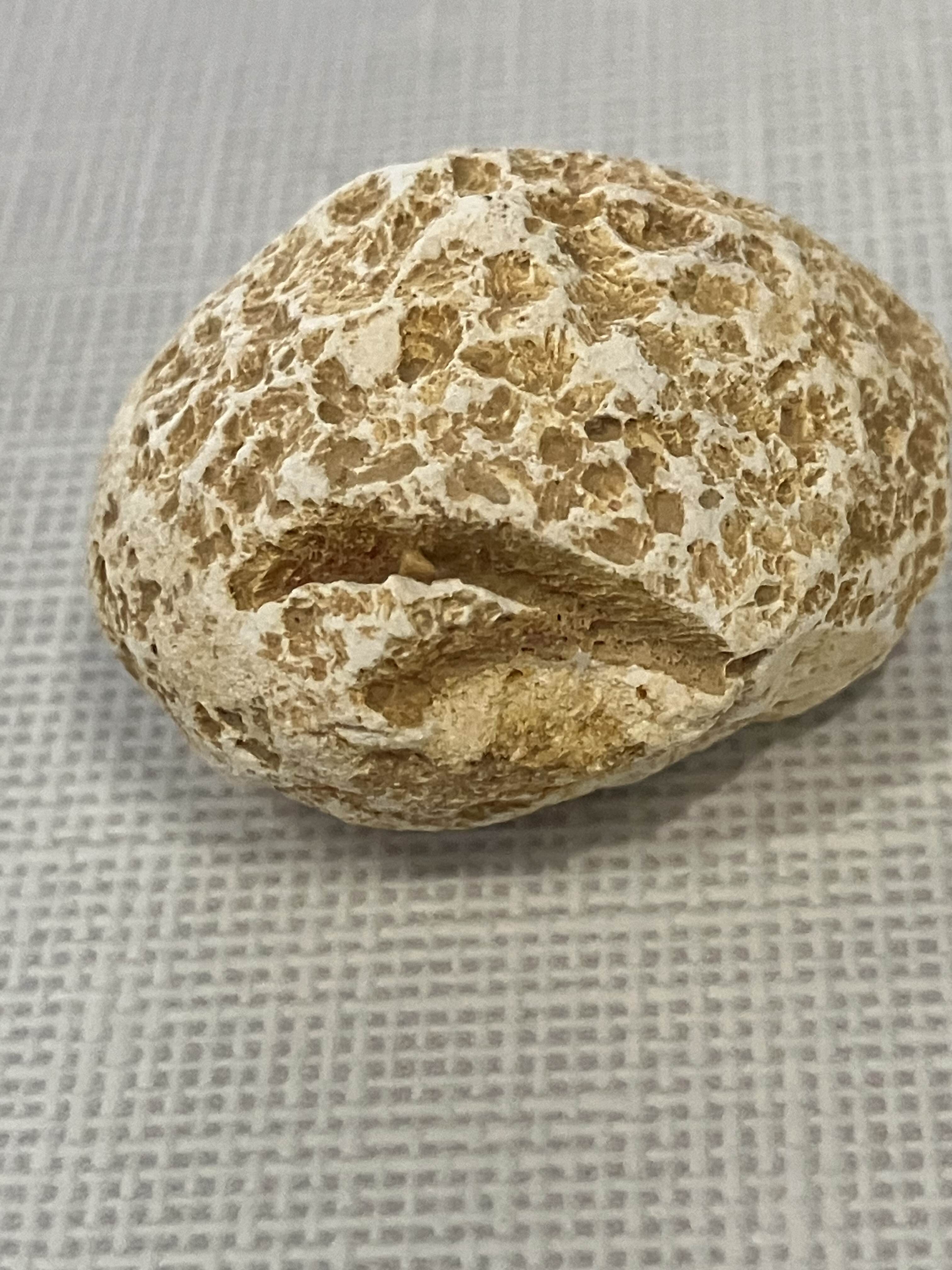 Fossils/Mineral Formations-Fort Knox, KY - Fossil ID - The Fossil Forum