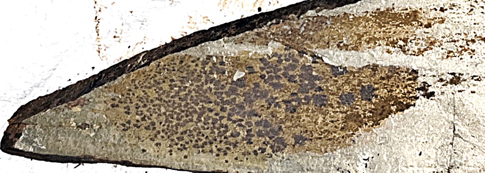 What are these dots in slate? Fossil? Pseudofossil, or part of the ...