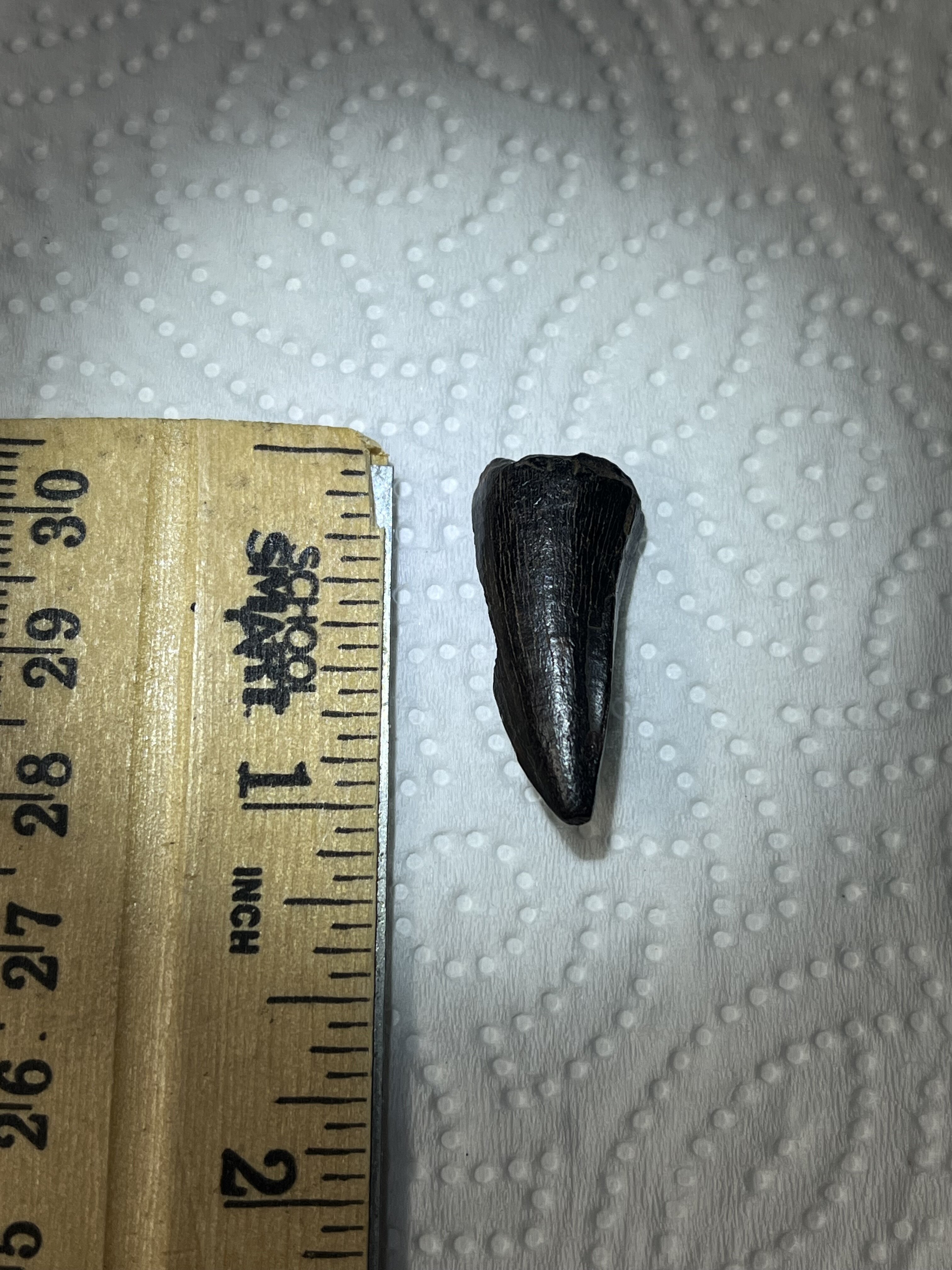 Maybe a segment of a Mosasaur tooth? Big Brook, NJ. - Fossil ID - The ...