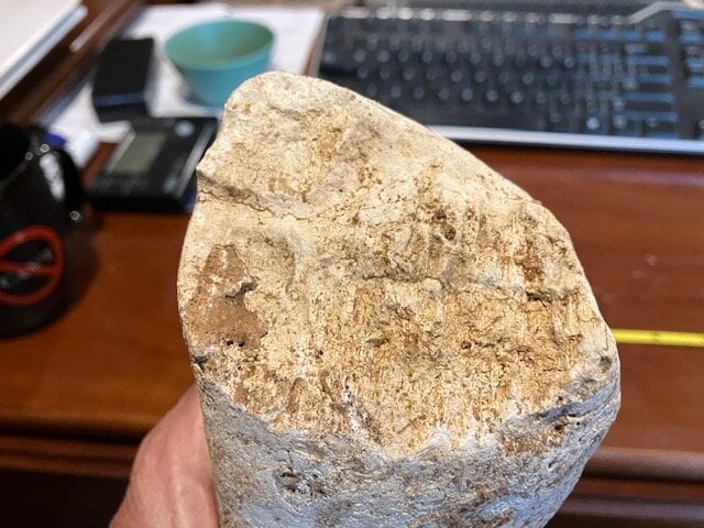 8' long tooth or claw found in Central texas - Fossil ID - The Fossil Forum