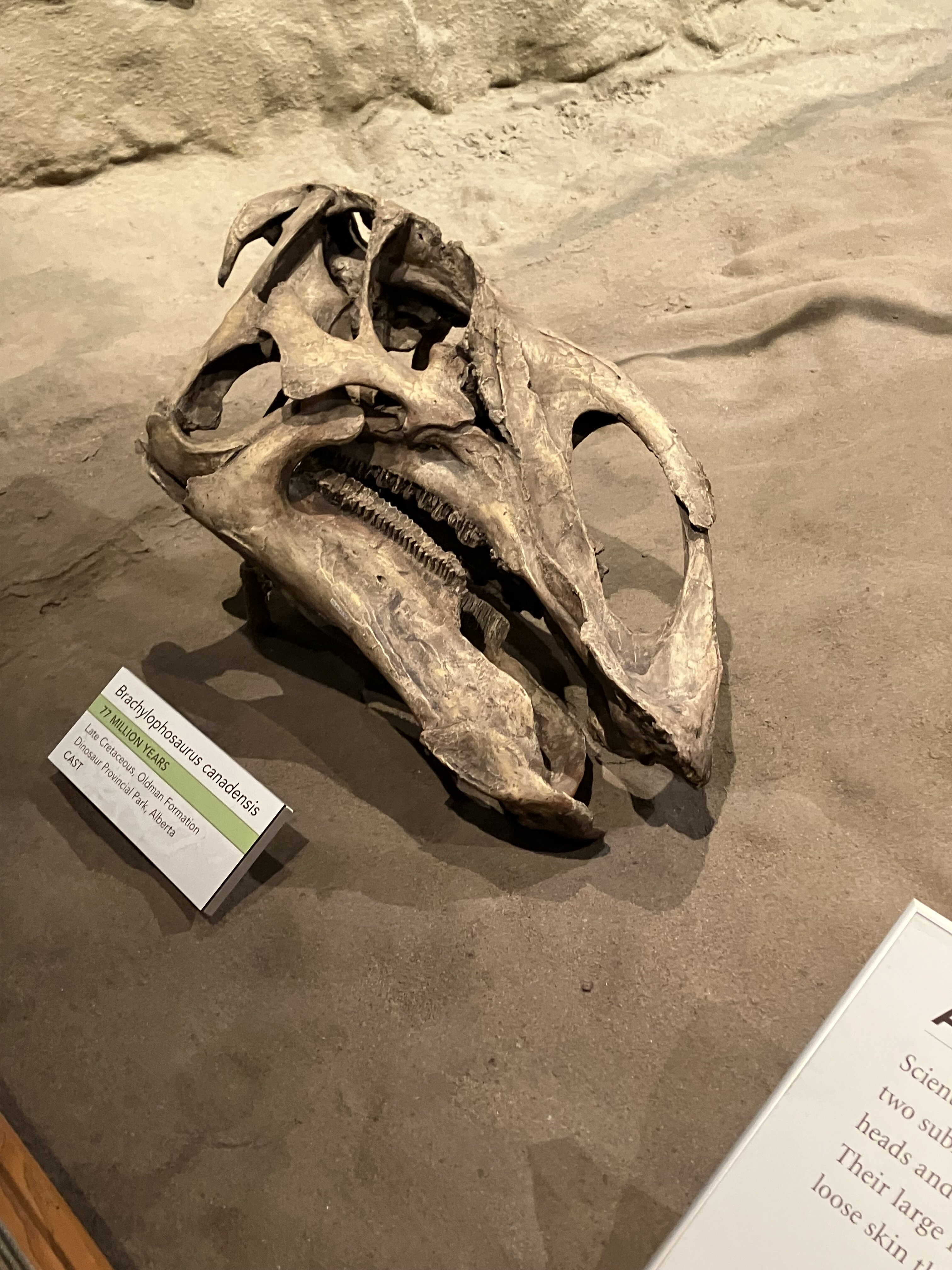 Royal Tyrrel Museum, Drumheller Formation, Alberta Canada. - A Trip to ...