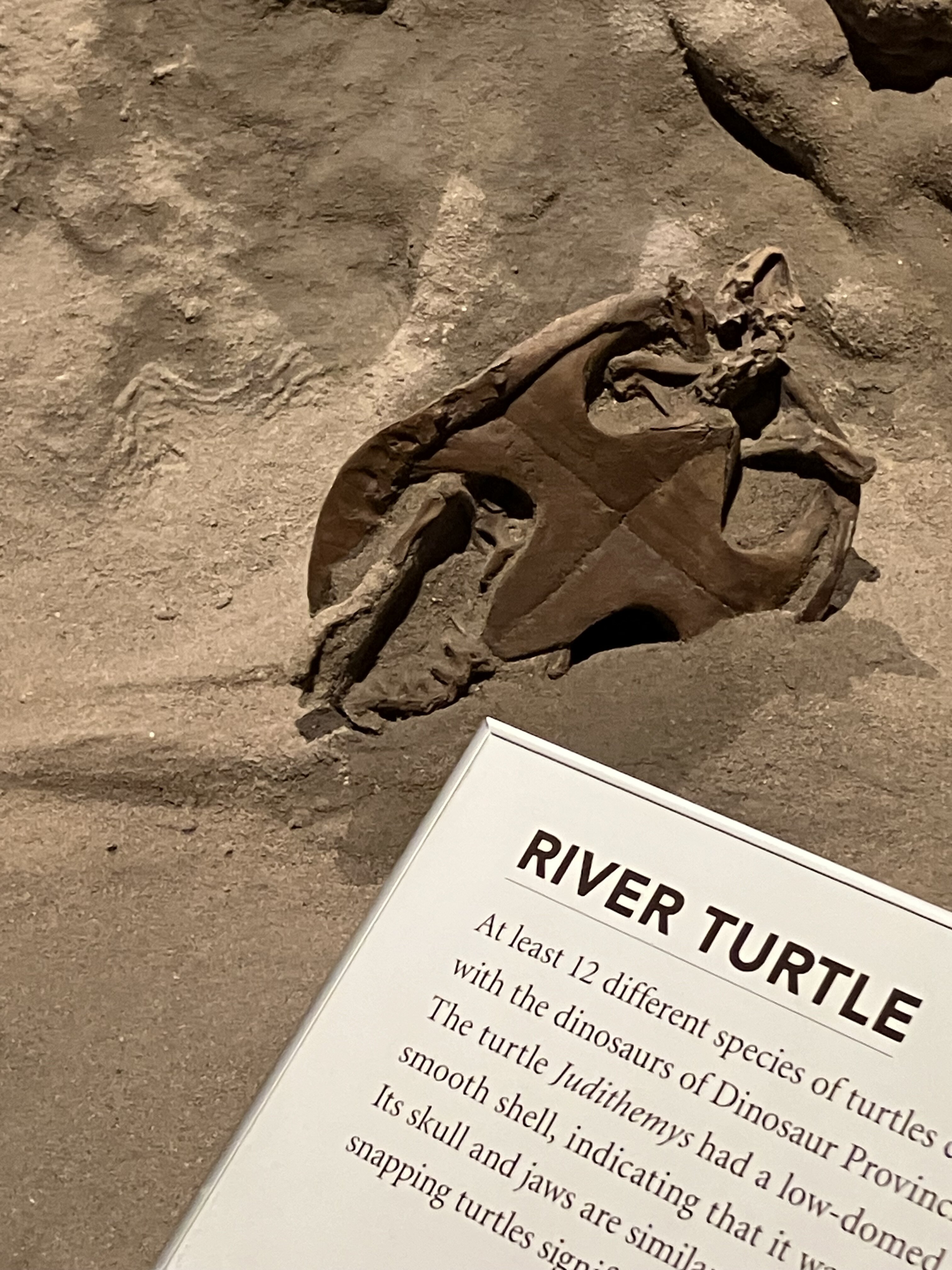 Royal Tyrrel Museum, Drumheller Formation, Alberta Canada. - A Trip to ...