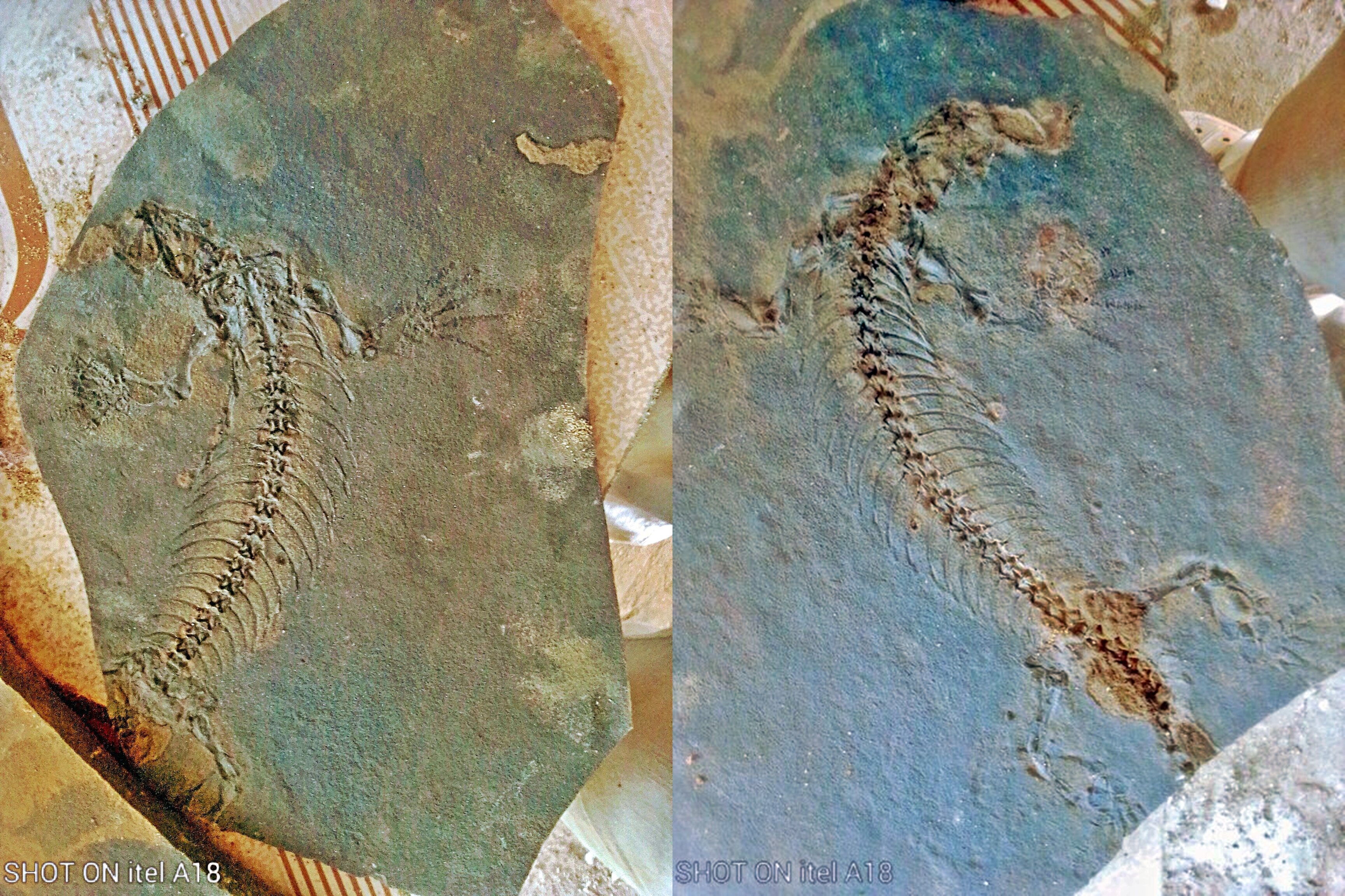 Reptile 18cm×7.5cm - Fossil ID - The Fossil Forum