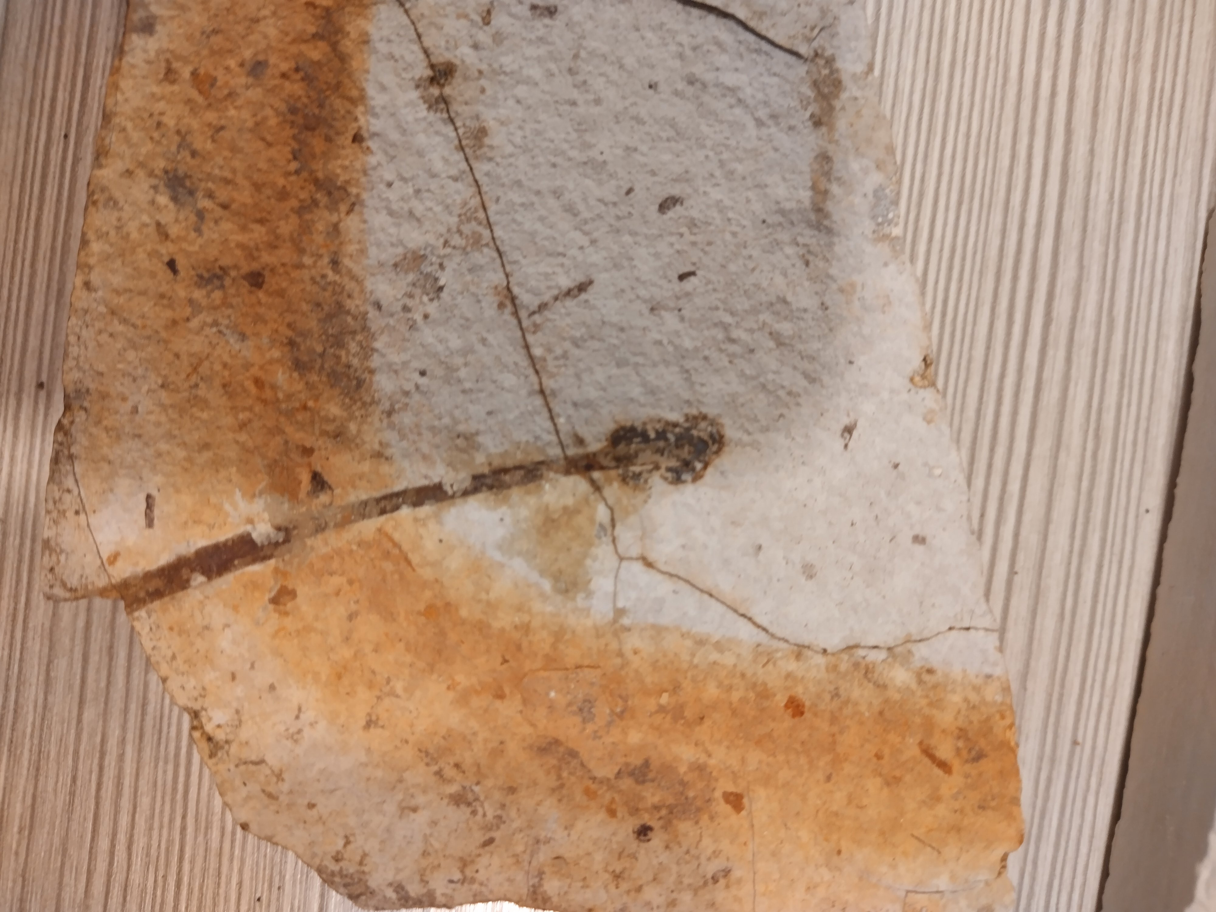 Is this some sort of fruit? - Fossil ID - The Fossil Forum