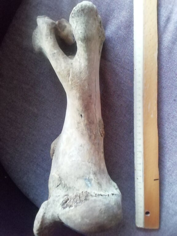 Bone from horse, cow? - Fossil ID - The Fossil Forum