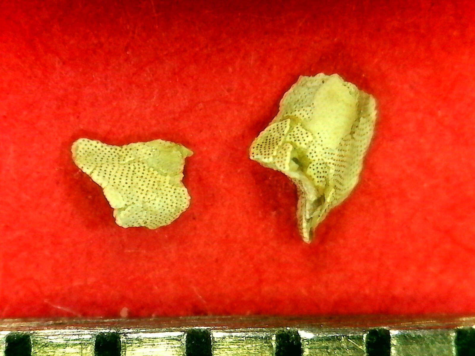 Are these ophiuroid vertebrae? - Fossil ID - The Fossil Forum